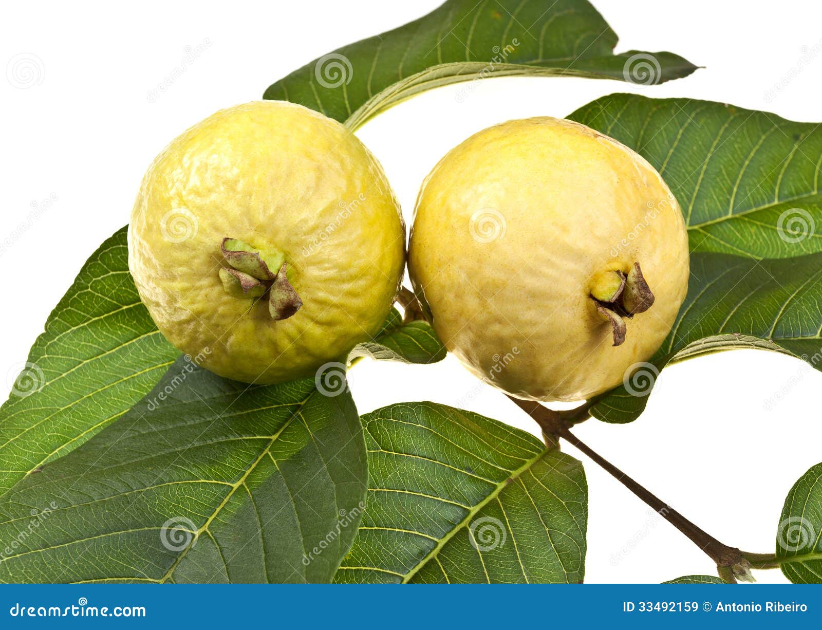 Fruta de guayaba fresca imagen de archivo. Imagen de rosa - 33492159