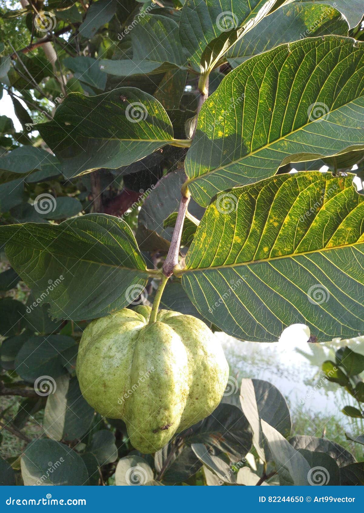 Fruta de guayabas foto de archivo. Imagen de haga, tailandia - 82244650