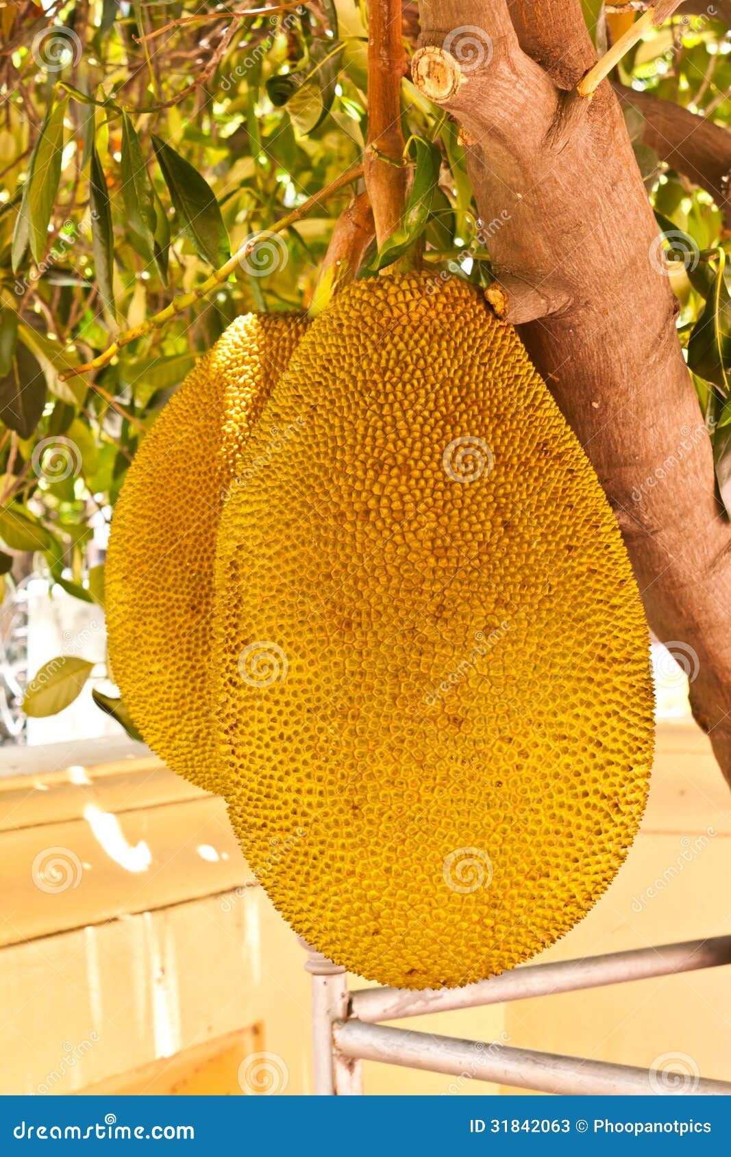 Fruta de Jack imagen de archivo. Imagen de fresco, frescura - 31842063