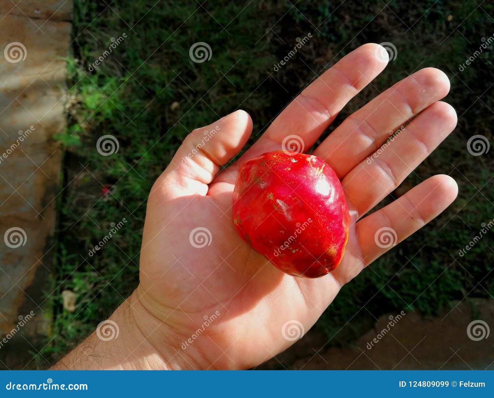 Fruta de Jocote imagen de archivo. Imagen de rojo, consumido - 124809099