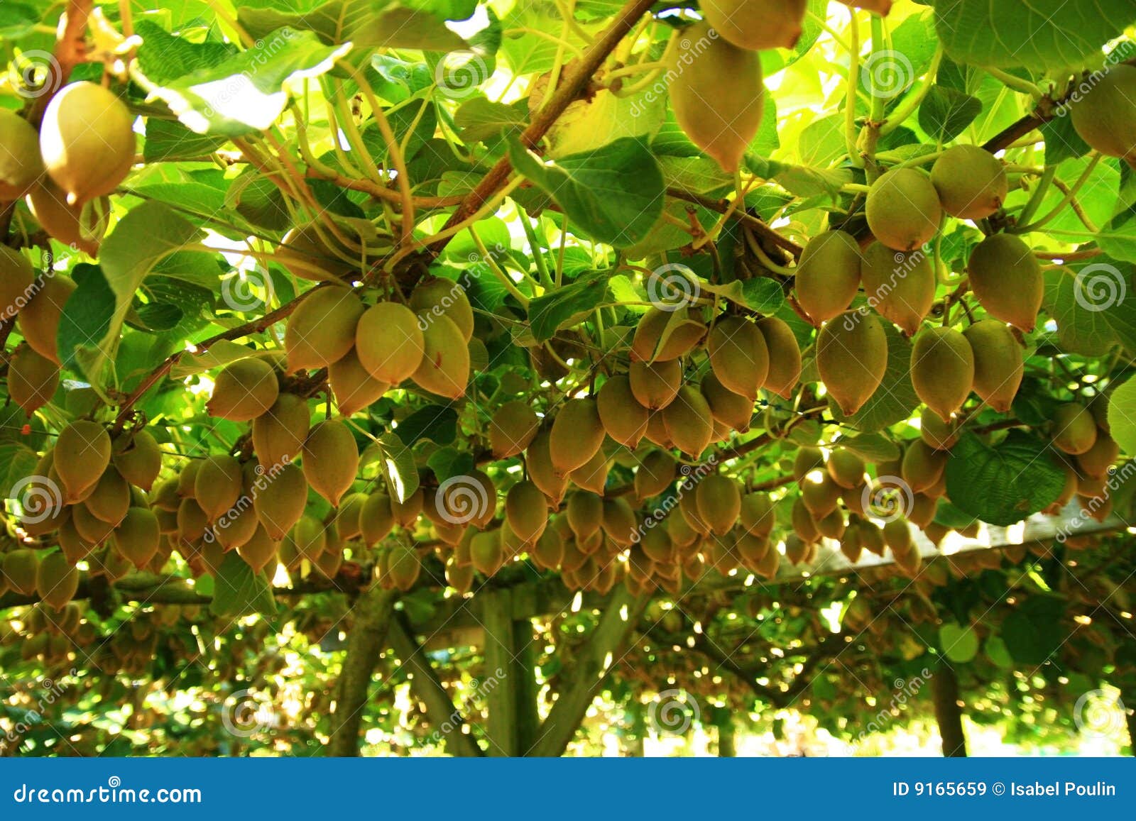 Fruta de kiwi en árbol imagen de archivo. Imagen de boca - 9165659