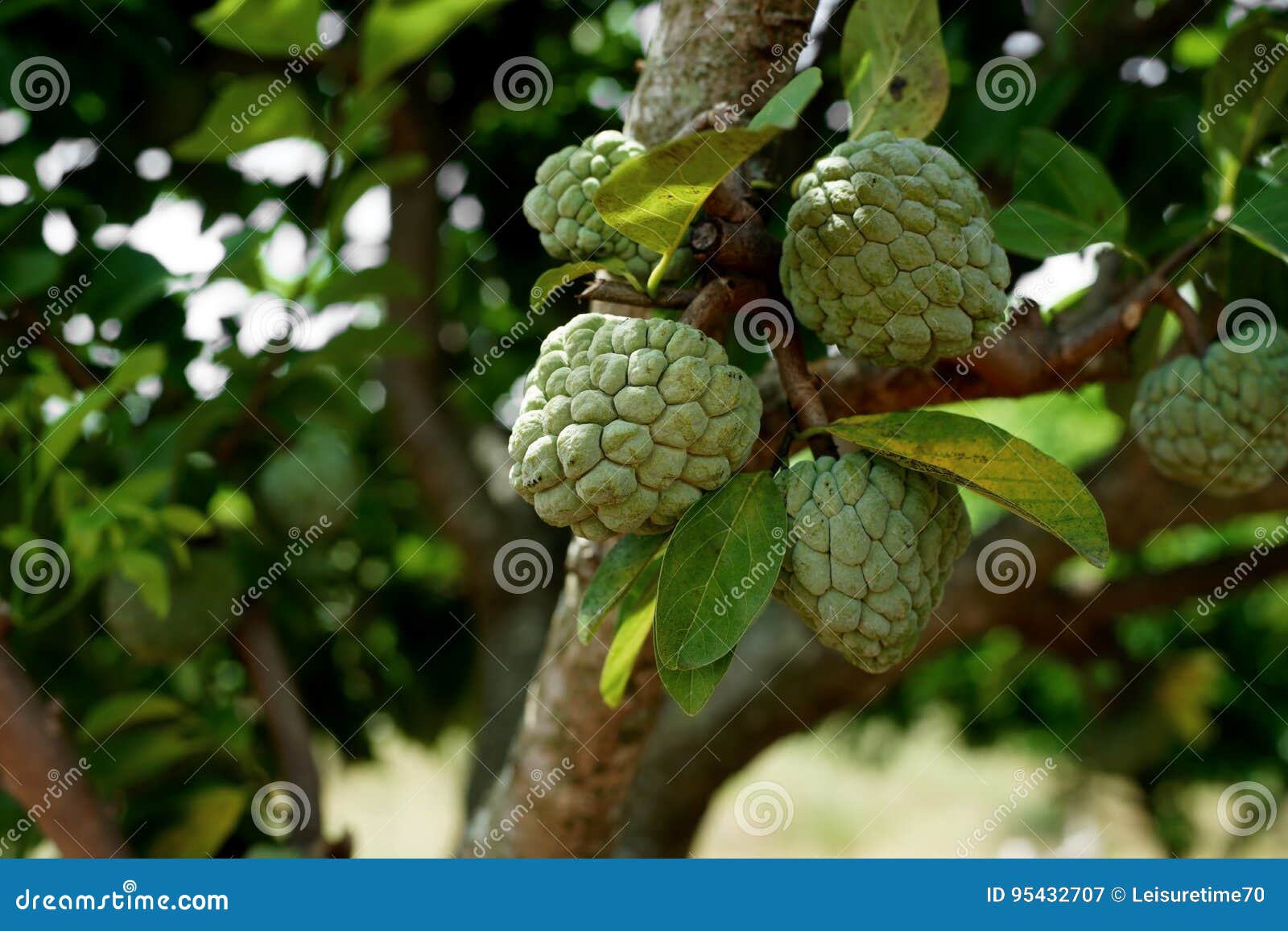 Fruta de la anona en árbol imagen de archivo. Imagen de vegetariano ...