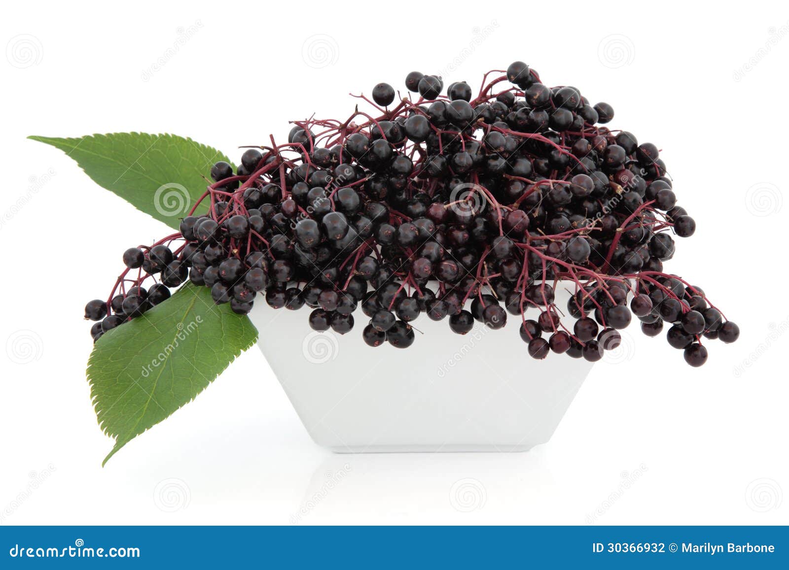 Fruta de la baya del saúco foto de archivo. Imagen de fondo - 30366932