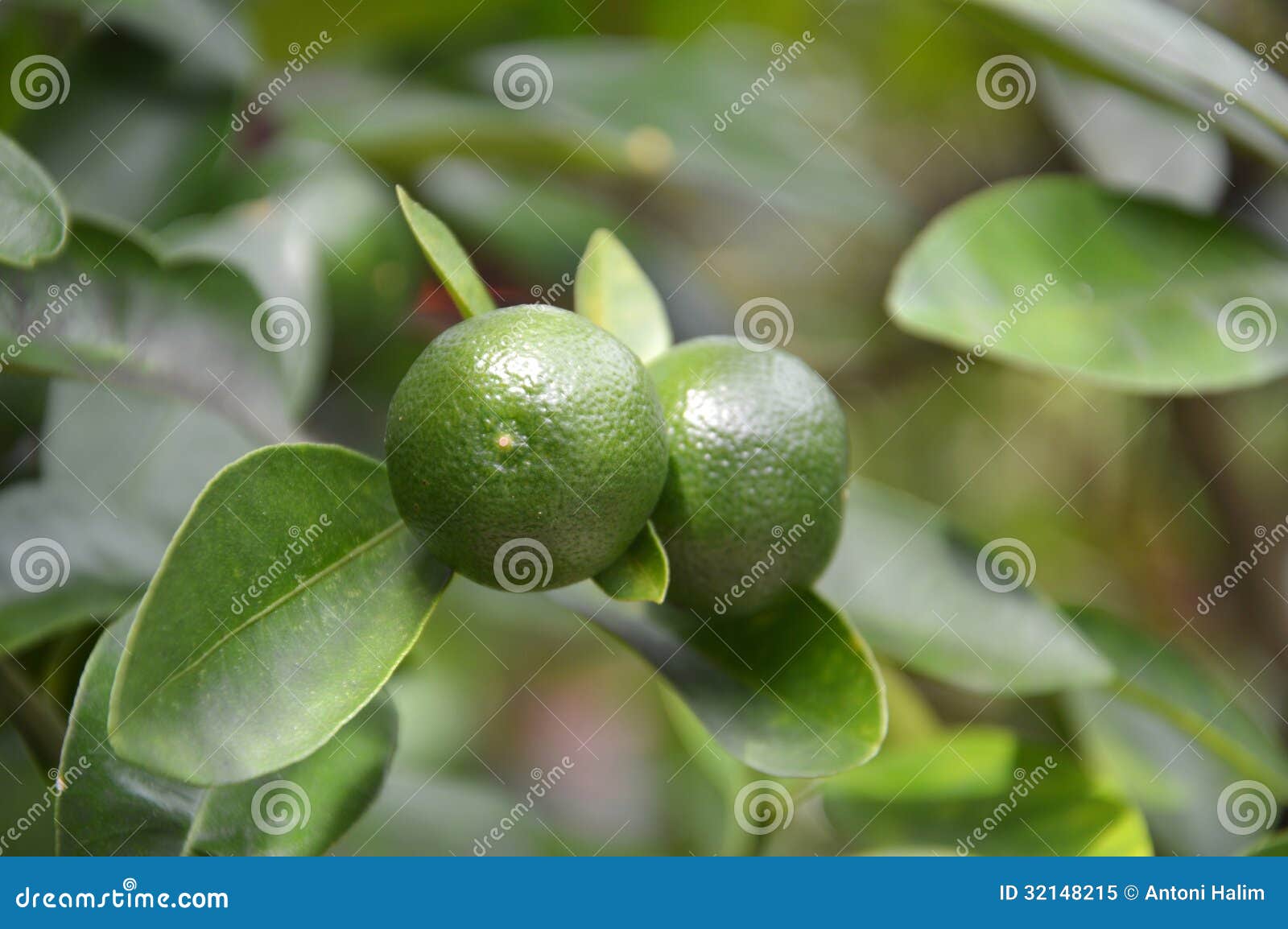 Fruta de la cal imagen de archivo. Imagen de dieta, anaranjado - 32148215