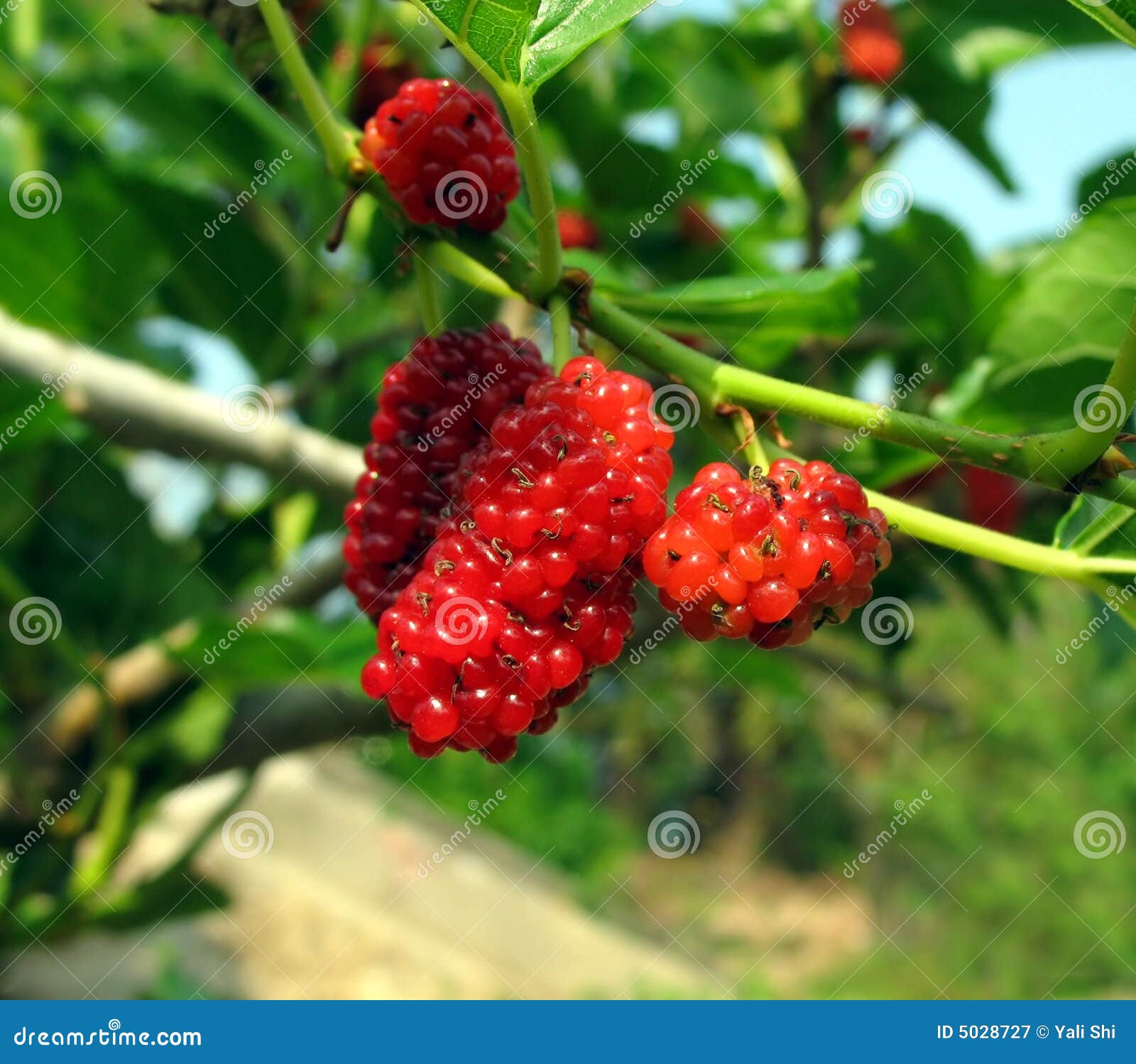 Fruta de la mora blanca imagen de archivo. Imagen de rojo - 5028727