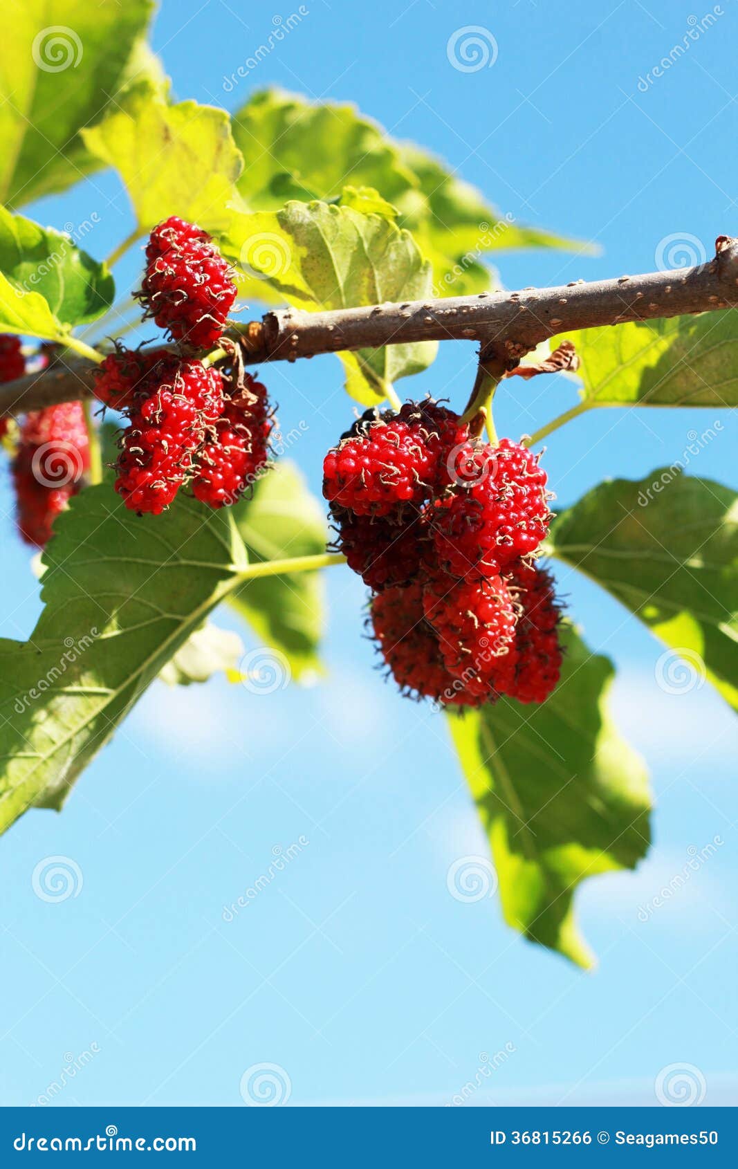 Fruta De La Mora En El Jardín Foto de archivo - Imagen de planta ...