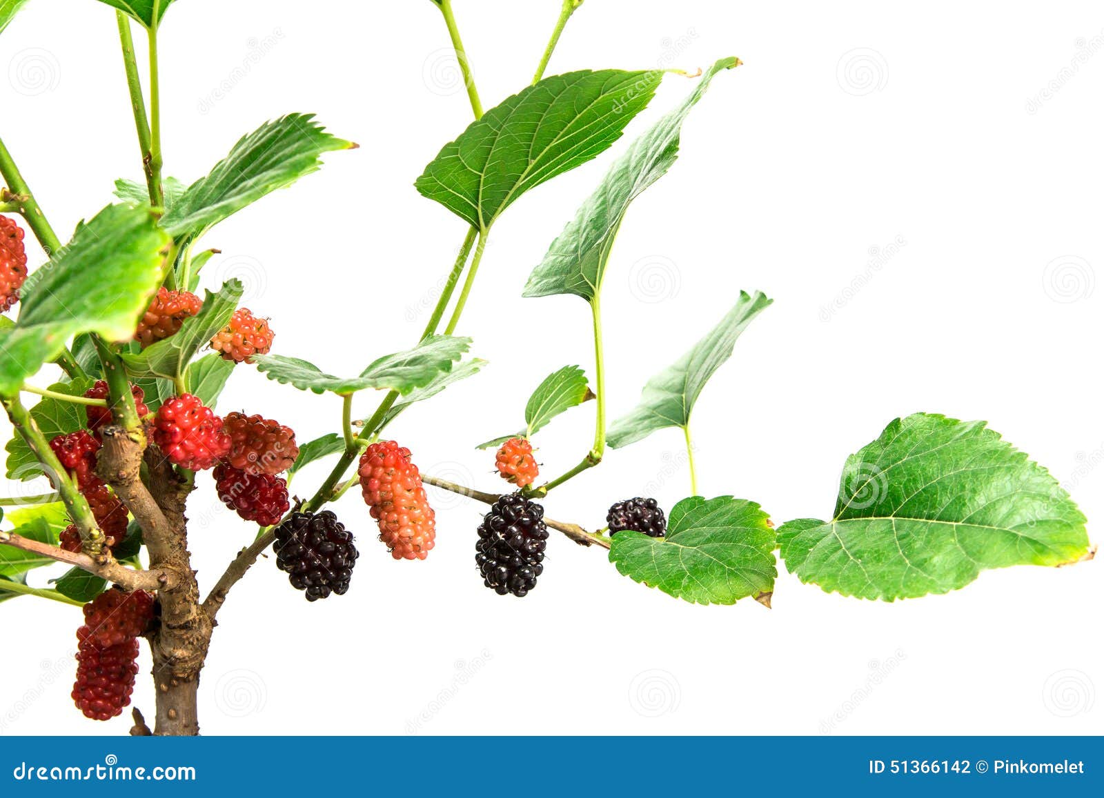 Fruta De La Mora Roja En árbol Foto de archivo - Imagen de crezca ...