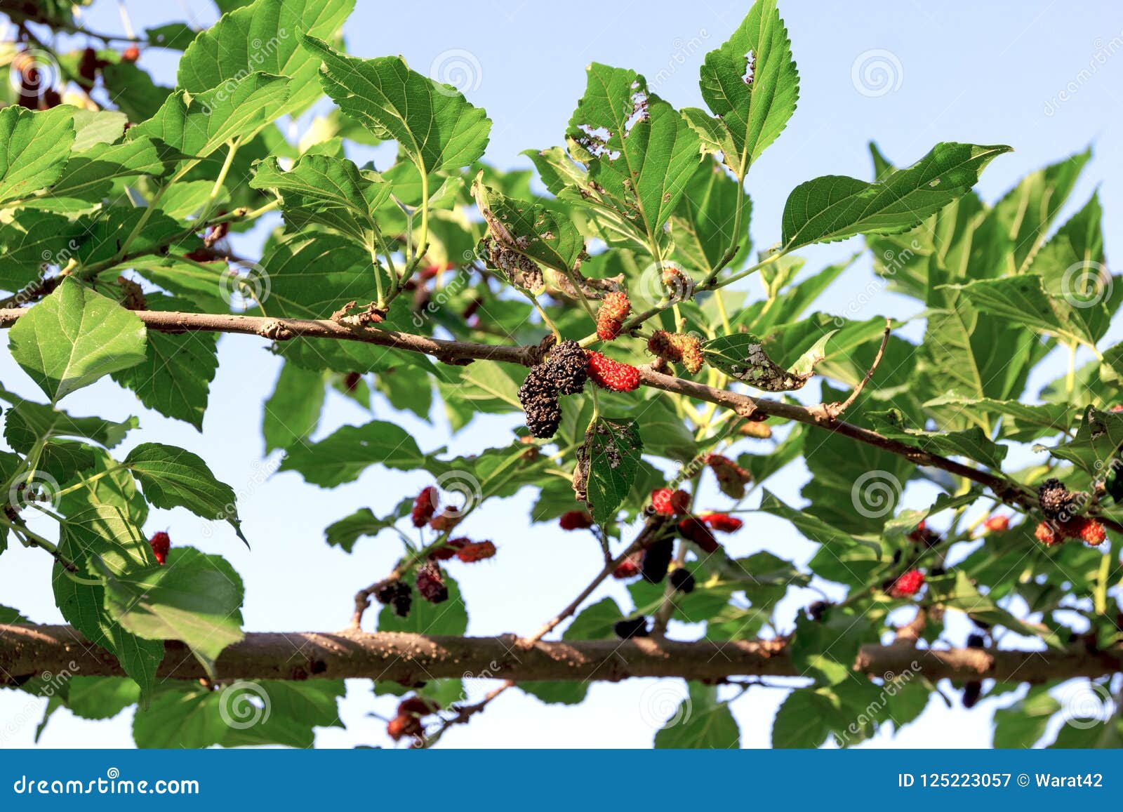 Fruta De La Mora Roja En Granja Imagen de archivo - Imagen de granja ...