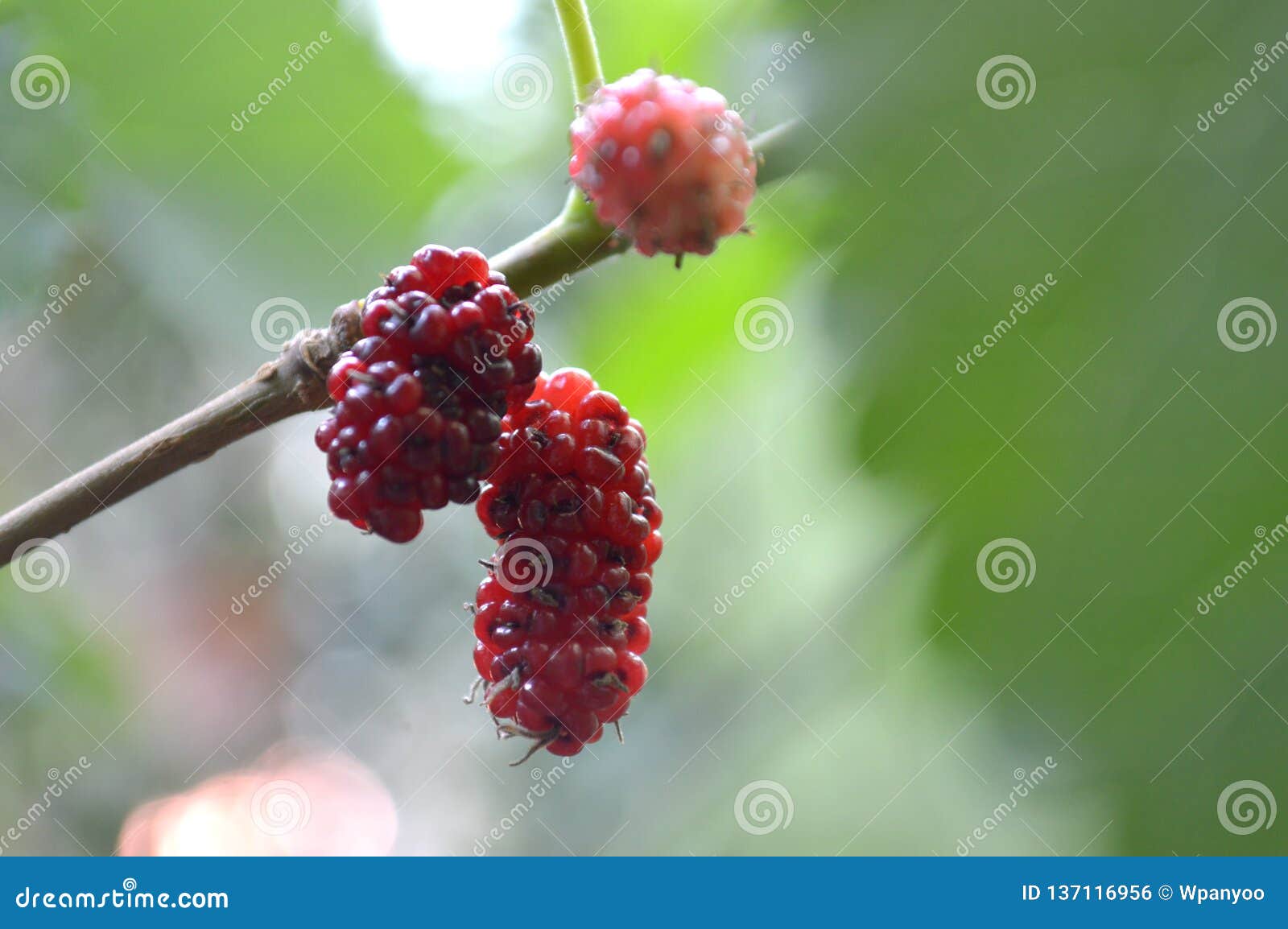 Fruta De La Mora, SP Del Morus Foto de archivo - Imagen de tropical ...