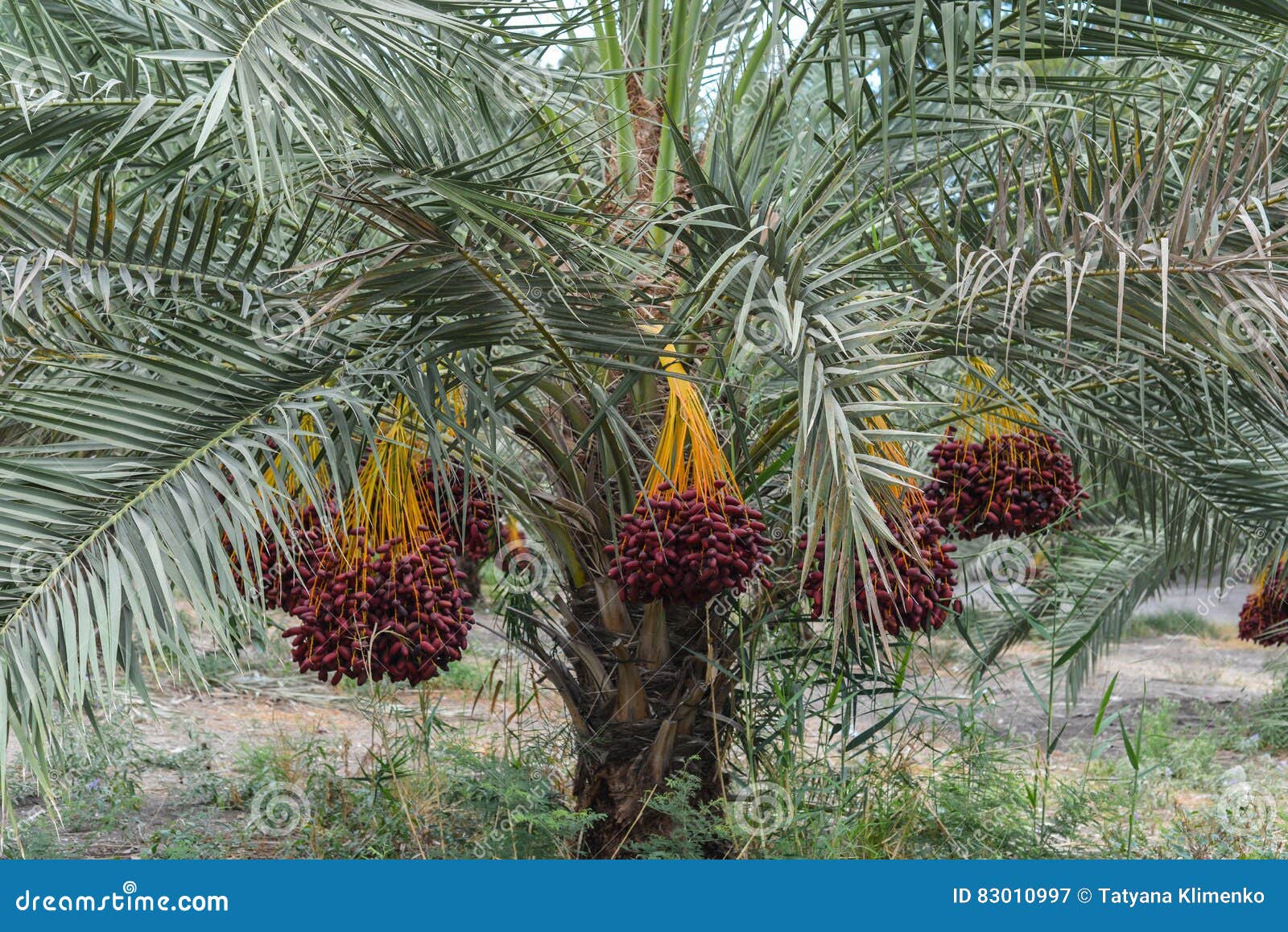 Fruta de la palma datilera imagen de archivo. Imagen de culturas - 83010997