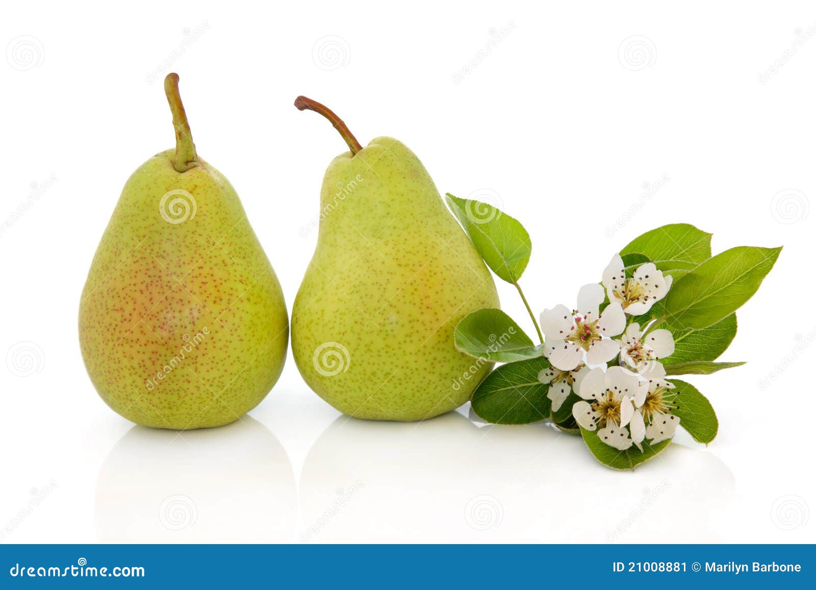 Fruta De La Pera Y Flor De La Flor Imagen de archivo - Imagen de bocado ...