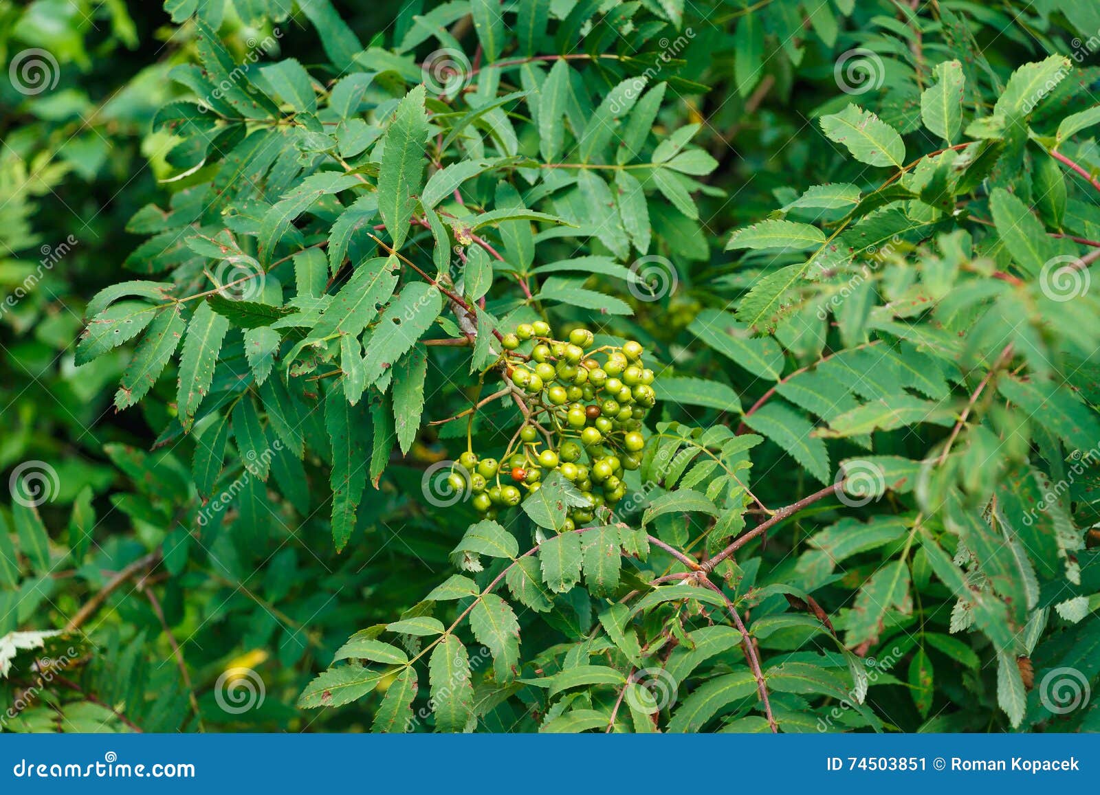 Fruta de la sorba imagen de archivo. Imagen de color - 74503851