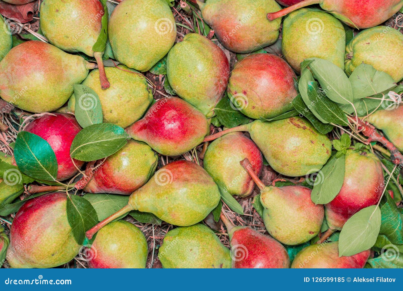Fruta De La Textura De La Pera Imagen de archivo - Imagen de travieso ...