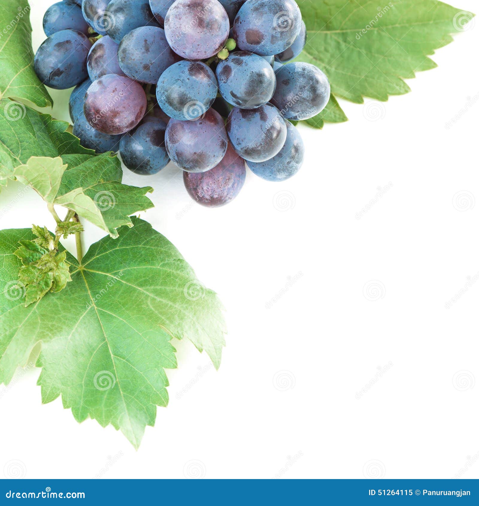 Fruta de la uva imagen de archivo. Imagen de fruta, fondo - 51264115
