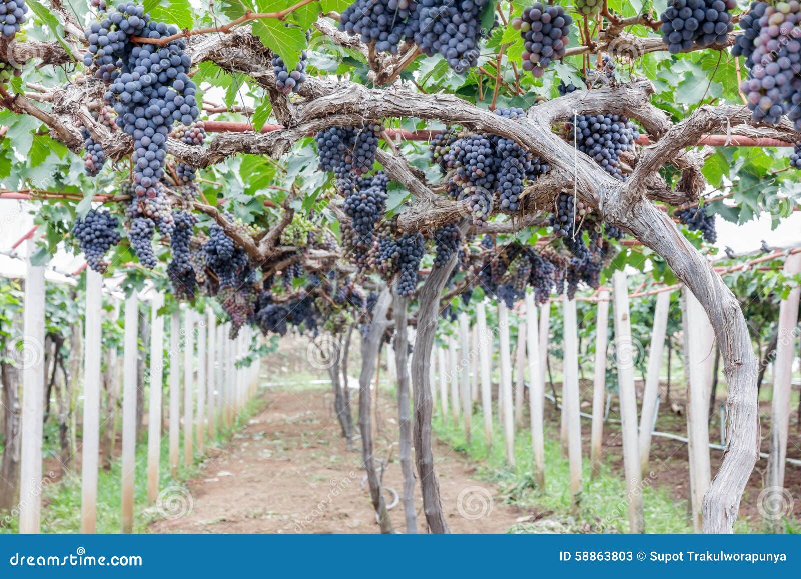 Fruta de la uva en árbol imagen de archivo. Imagen de exterior - 58863803