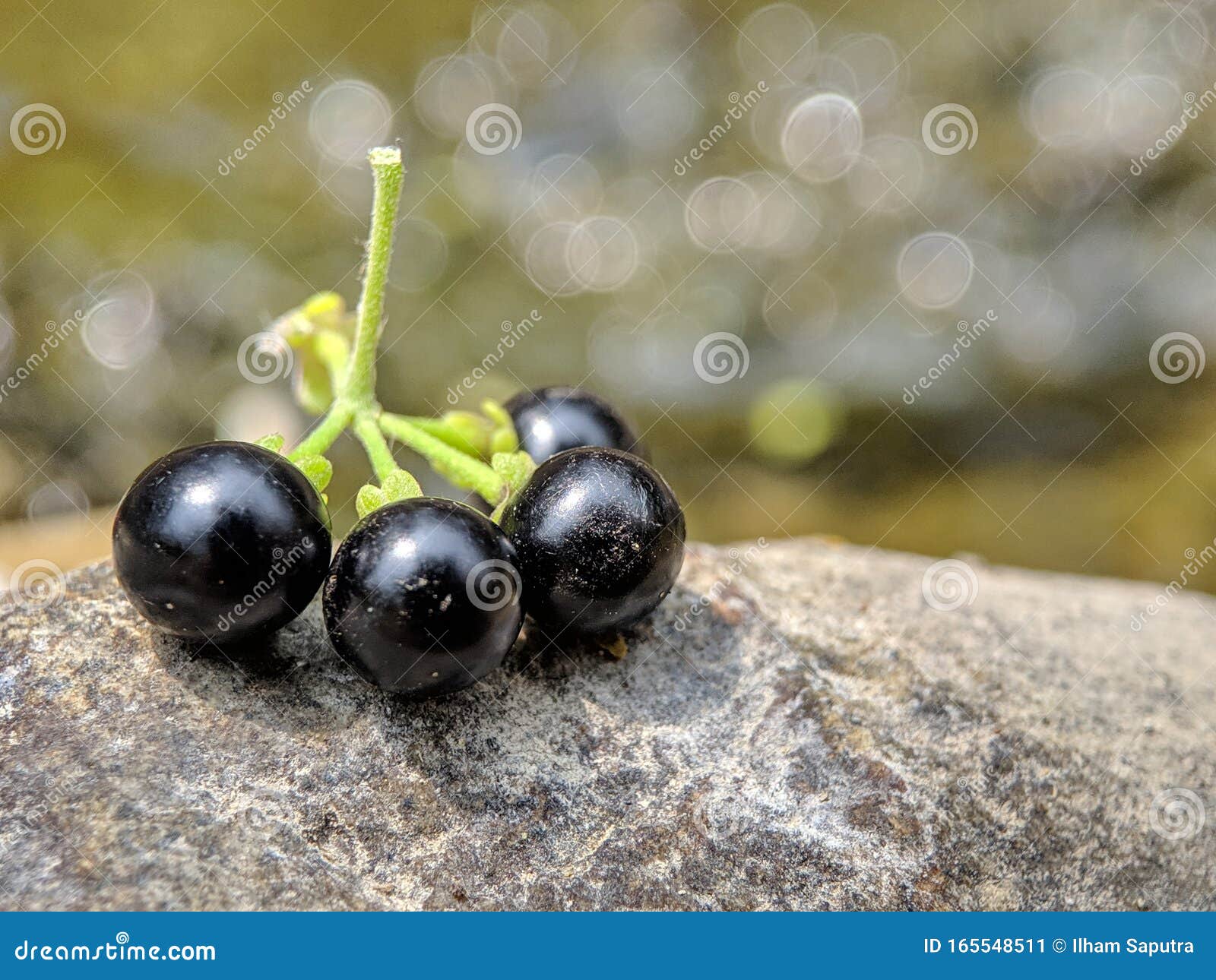 Fruta De Las Corrientes Negras O Negras Imagen de archivo - Imagen de ...