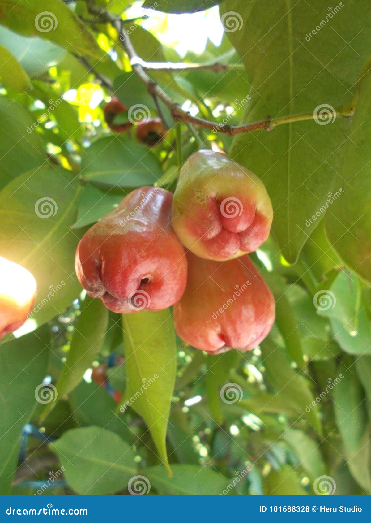 Fruta De Las Manzanas De Rose Roja Java Foto de archivo - Imagen de ...