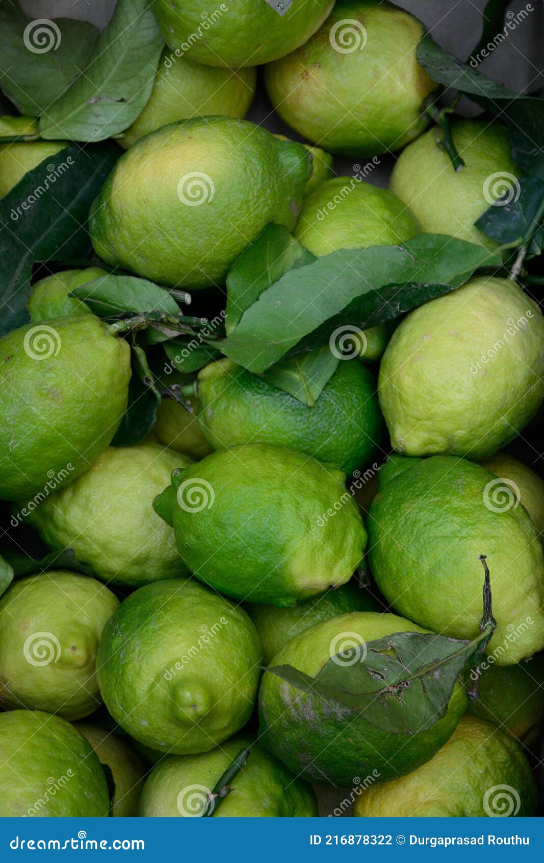 Fruta De Lima Aislado Closeup Ruta De Recorte Foto de archivo - Imagen ...