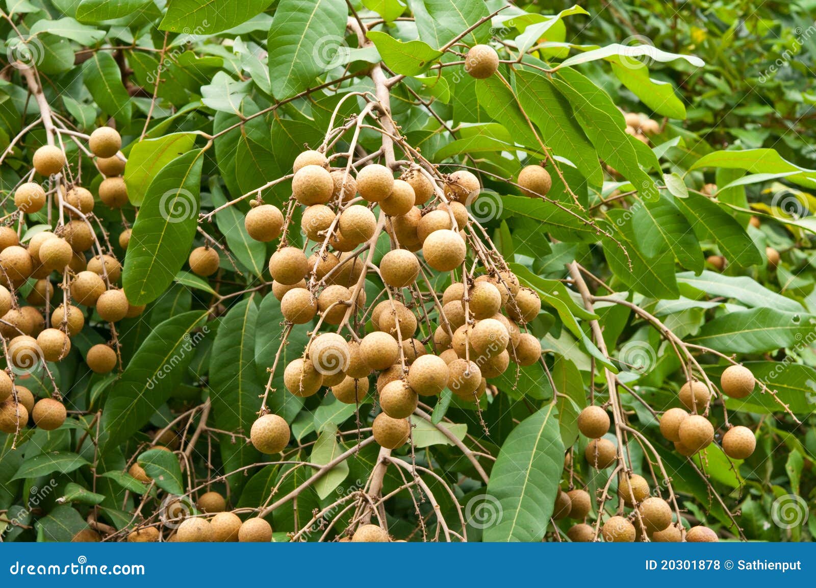 Fruta de Longan na árvore foto de stock. Imagem de tropical - 20301878