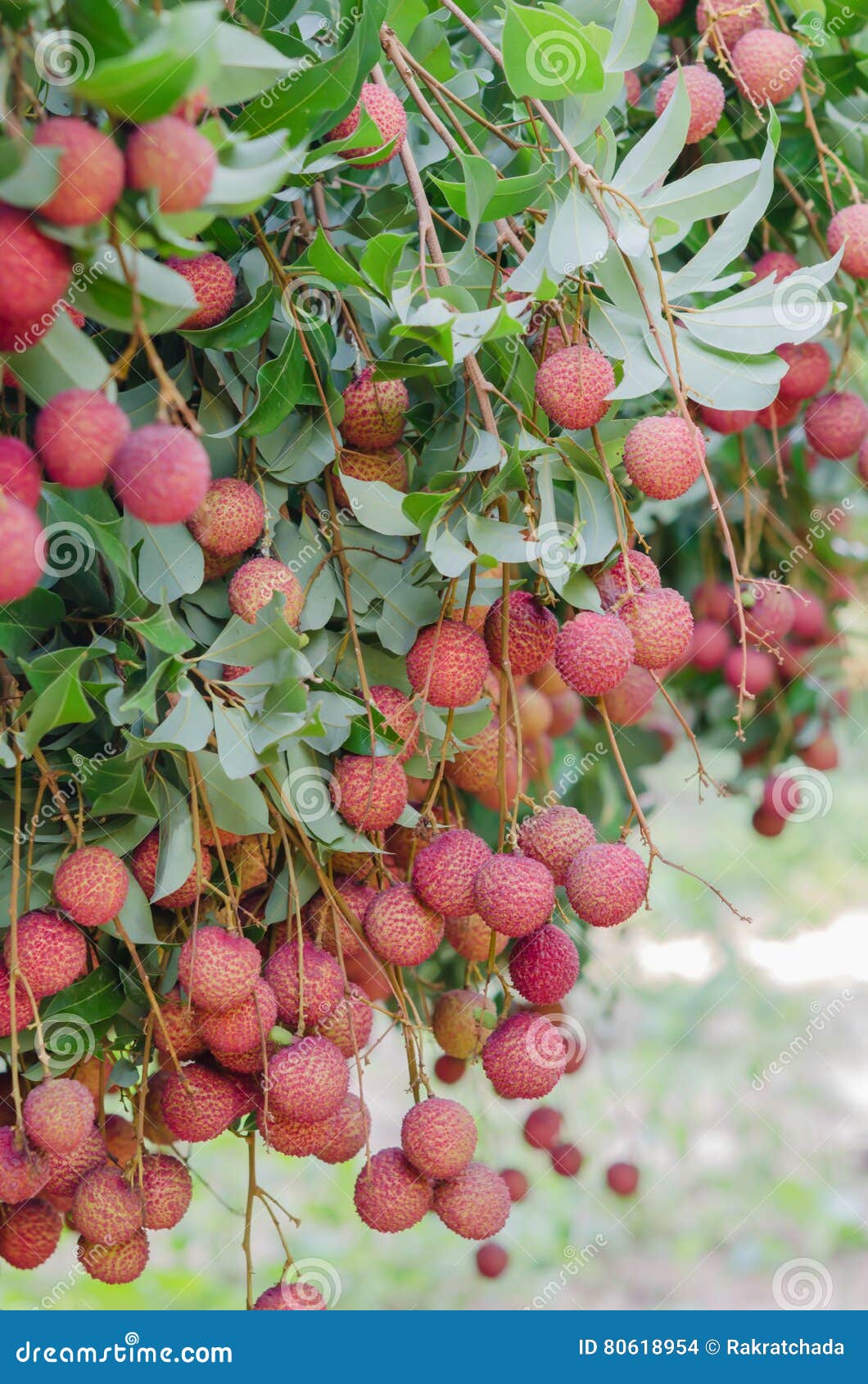Fruta de Lychee foto de archivo. Imagen de crudo, rosa - 80618954