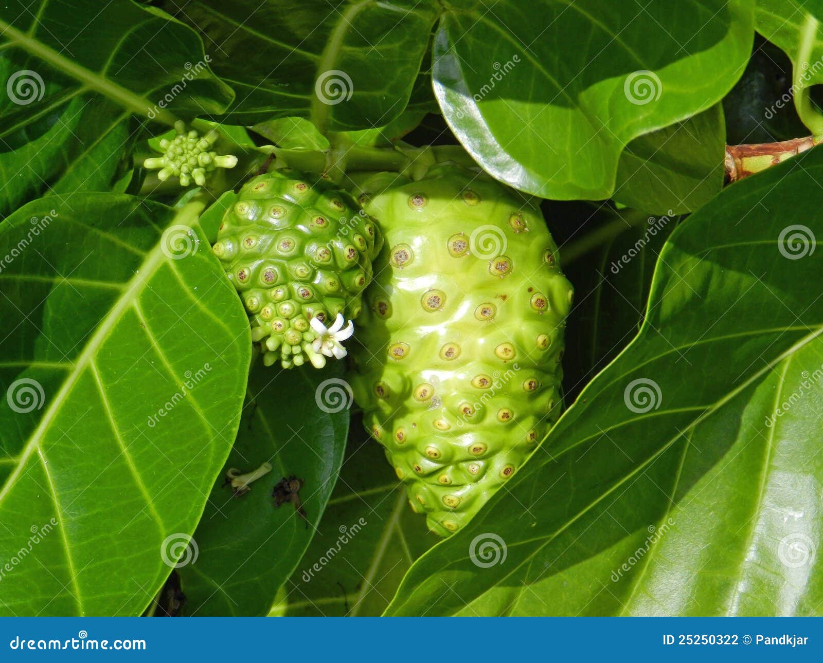 Fruta De Noni Con Las Flores Foto de archivo - Imagen de salud ...
