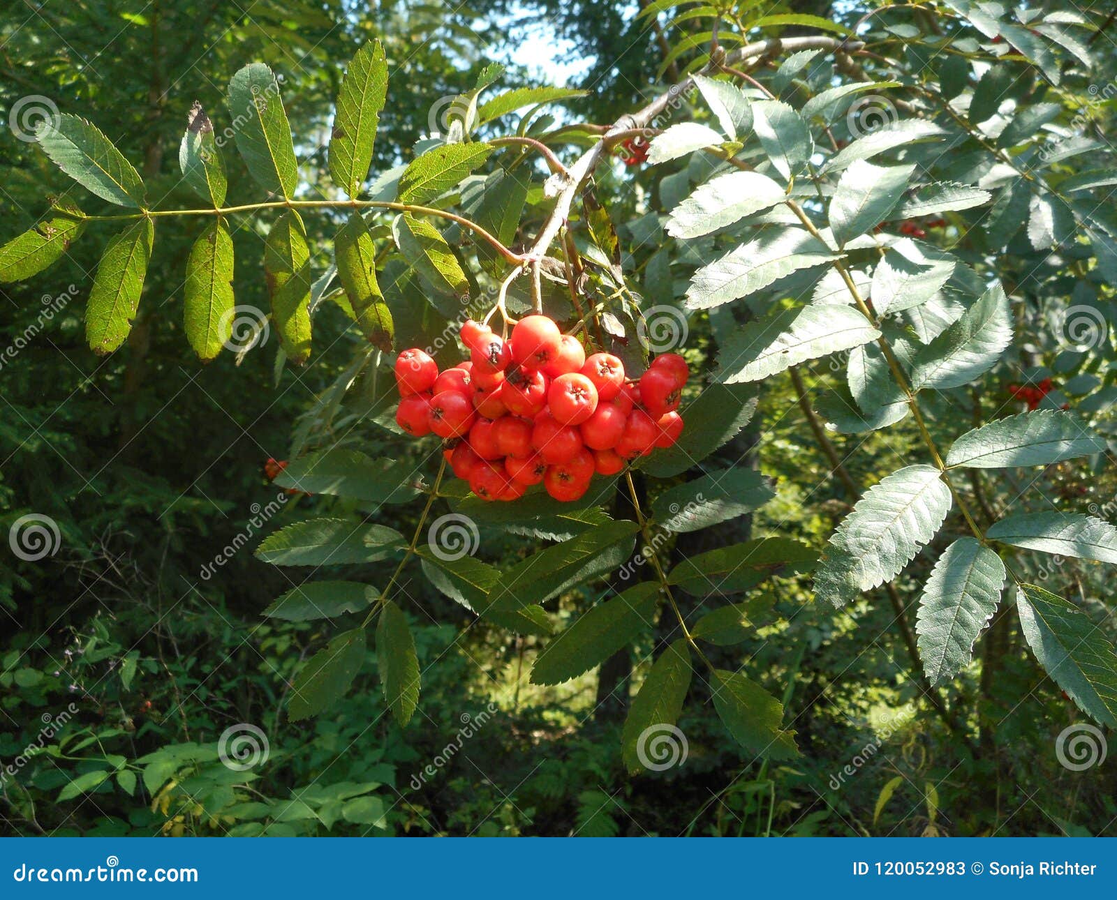 Fruta De Un Arbusto Del Serbal Imagen de archivo - Imagen de bosque ...