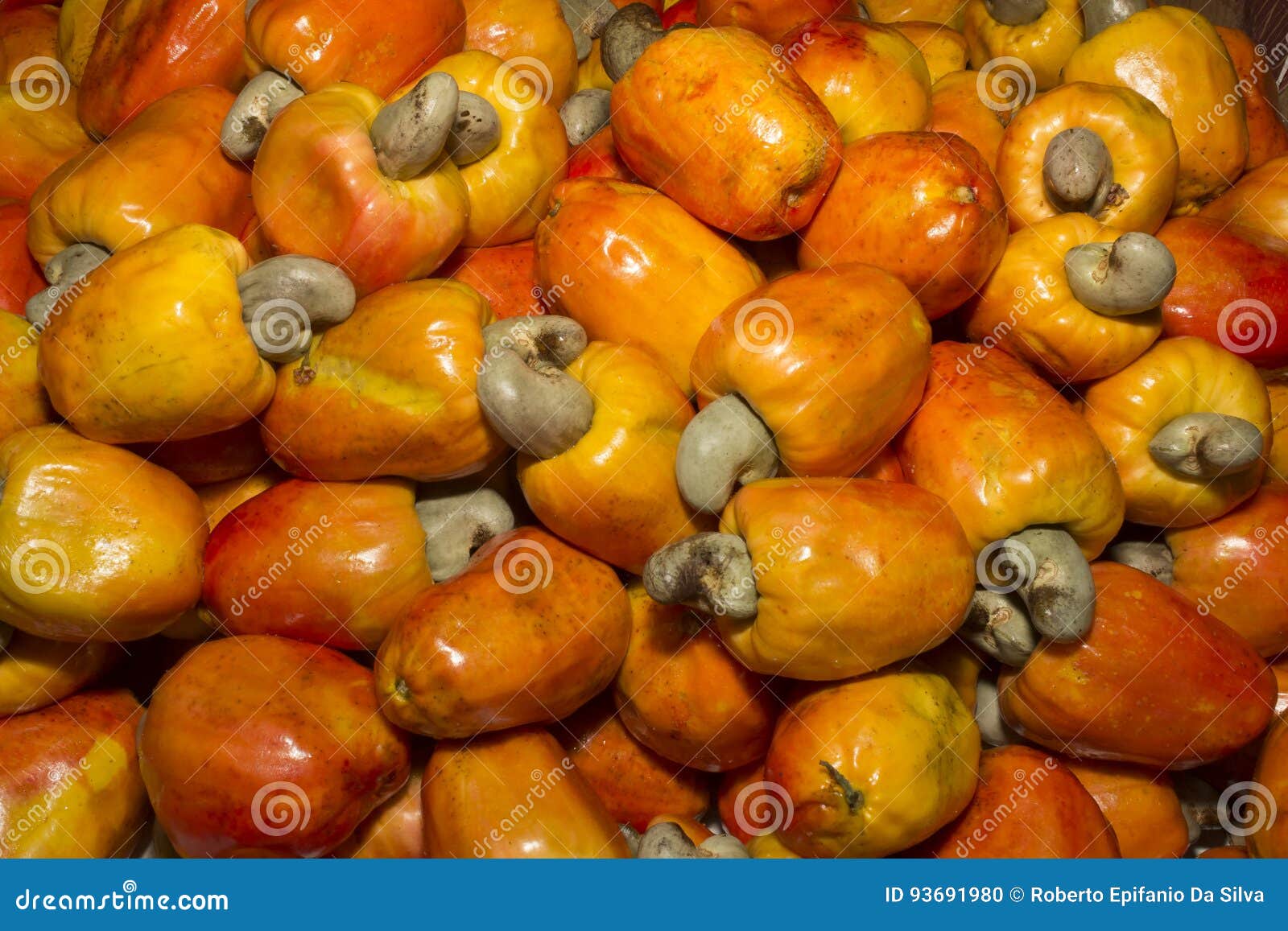 Fruta del anacardo foto de archivo. Imagen de agricultura - 93691980
