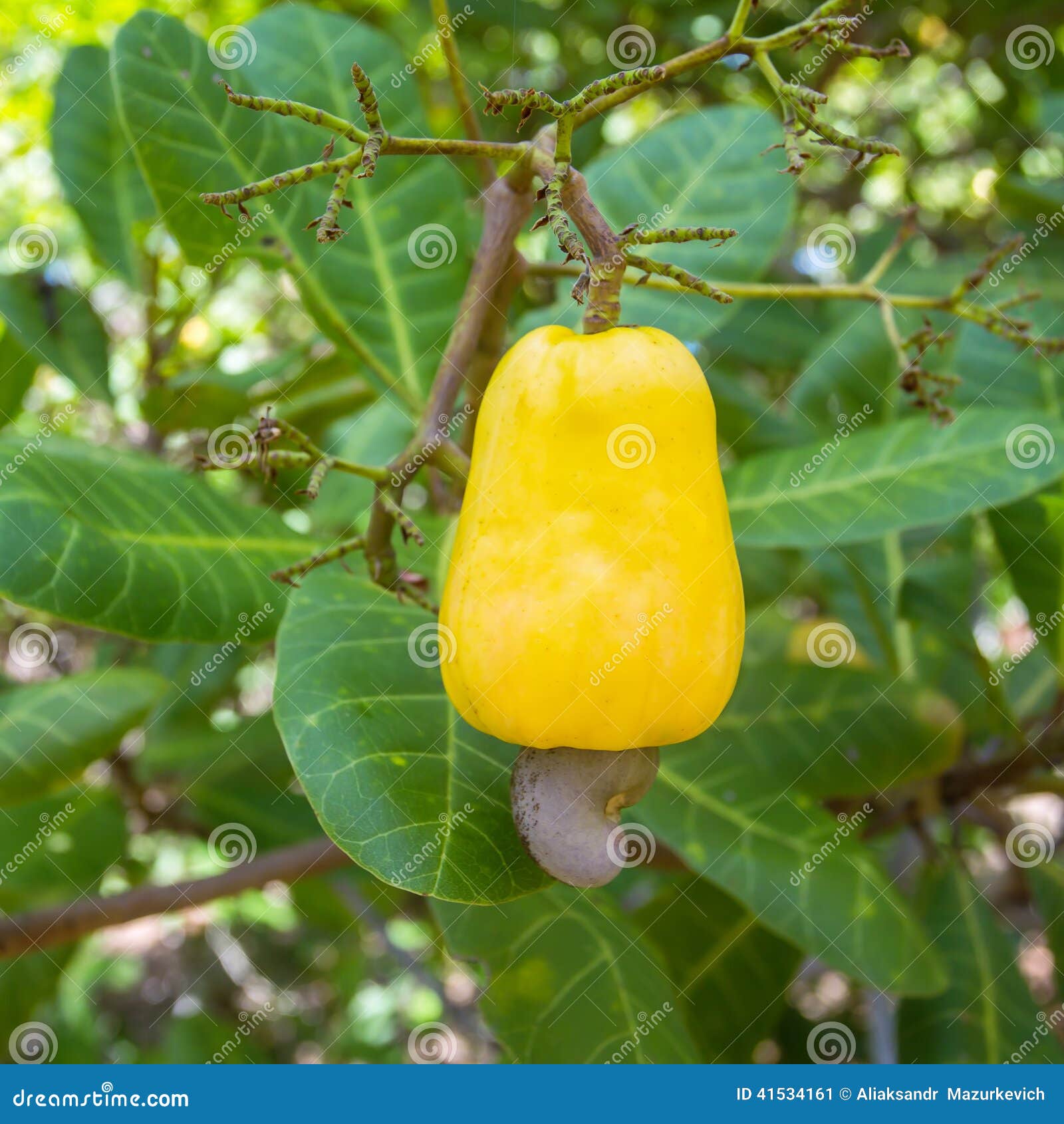Fruta Del Anacardo (occidentale Del Anacardium) Imagen de archivo ...