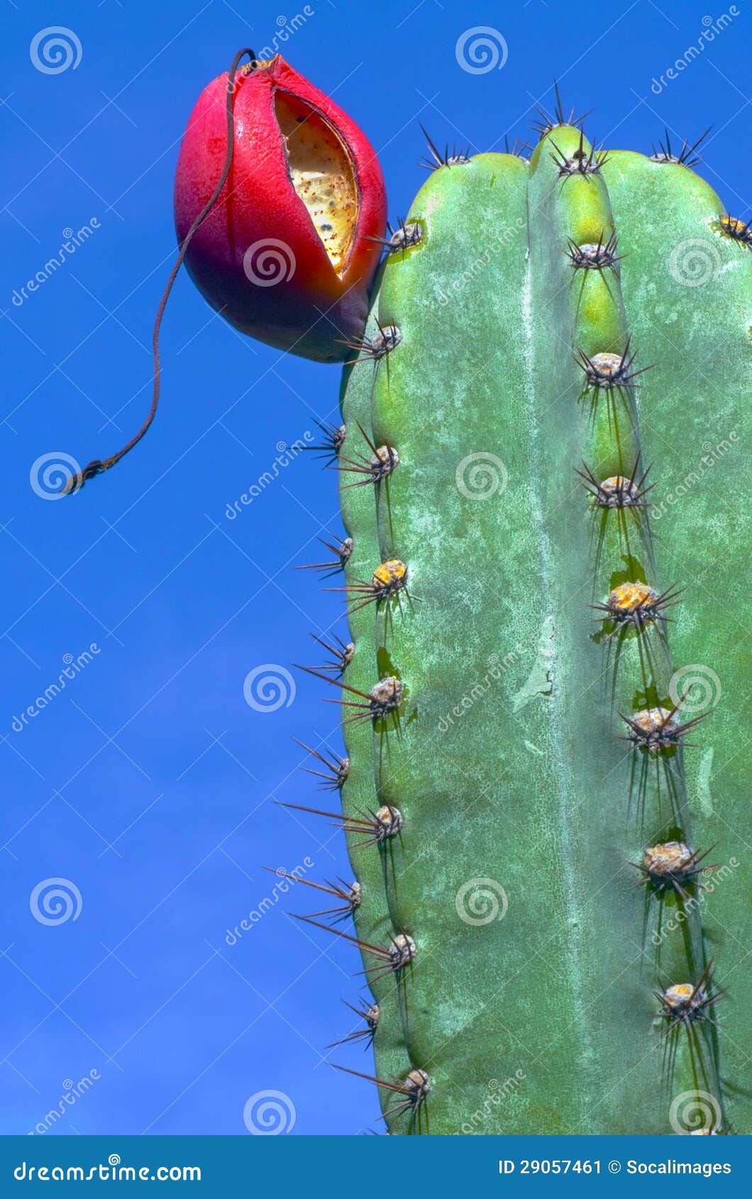 Fruta del cactus imagen de archivo. Imagen de fructuoso - 29057461