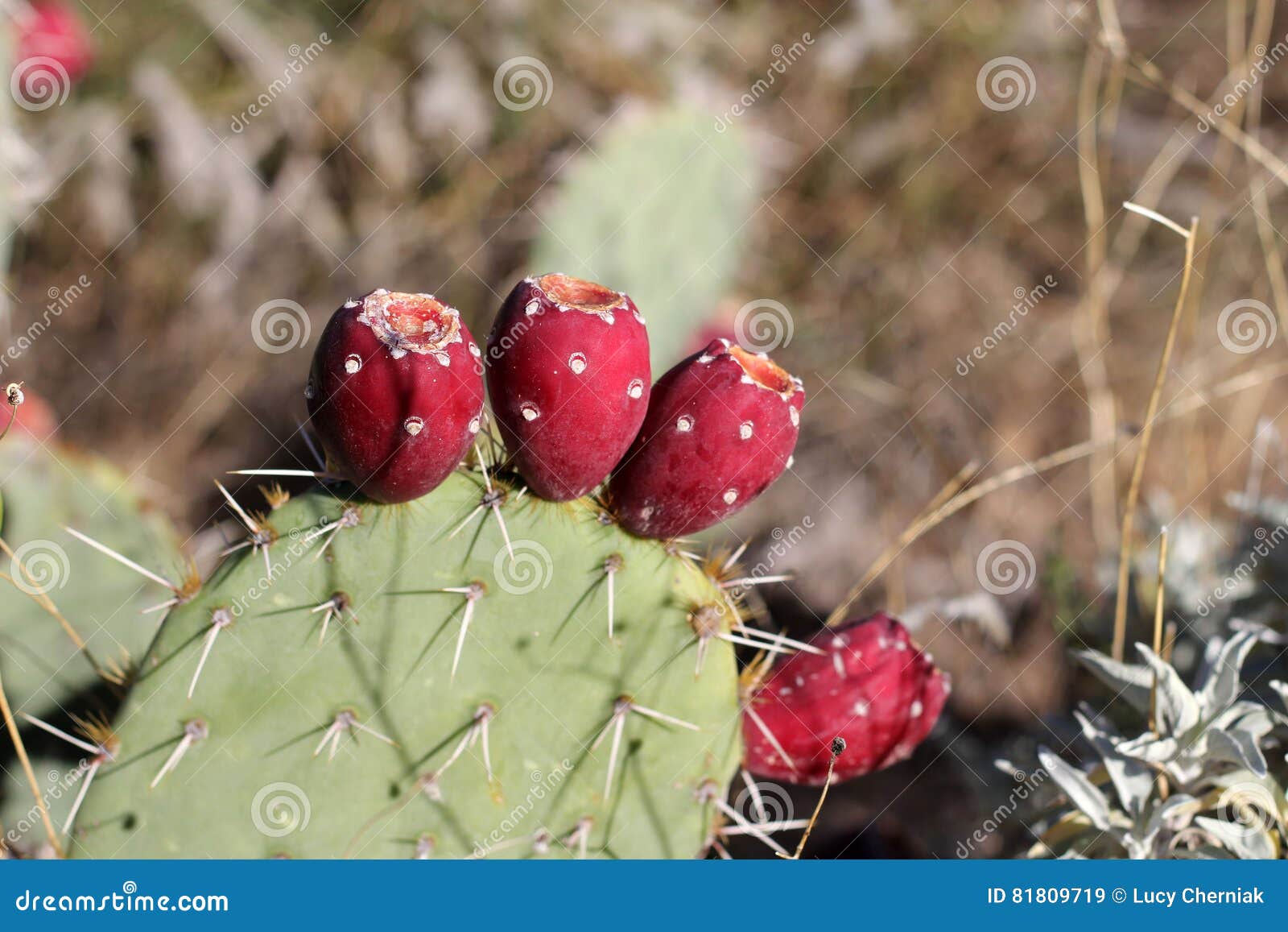 Fruta del cactus imagen de archivo. Imagen de cacto, planta - 81809719