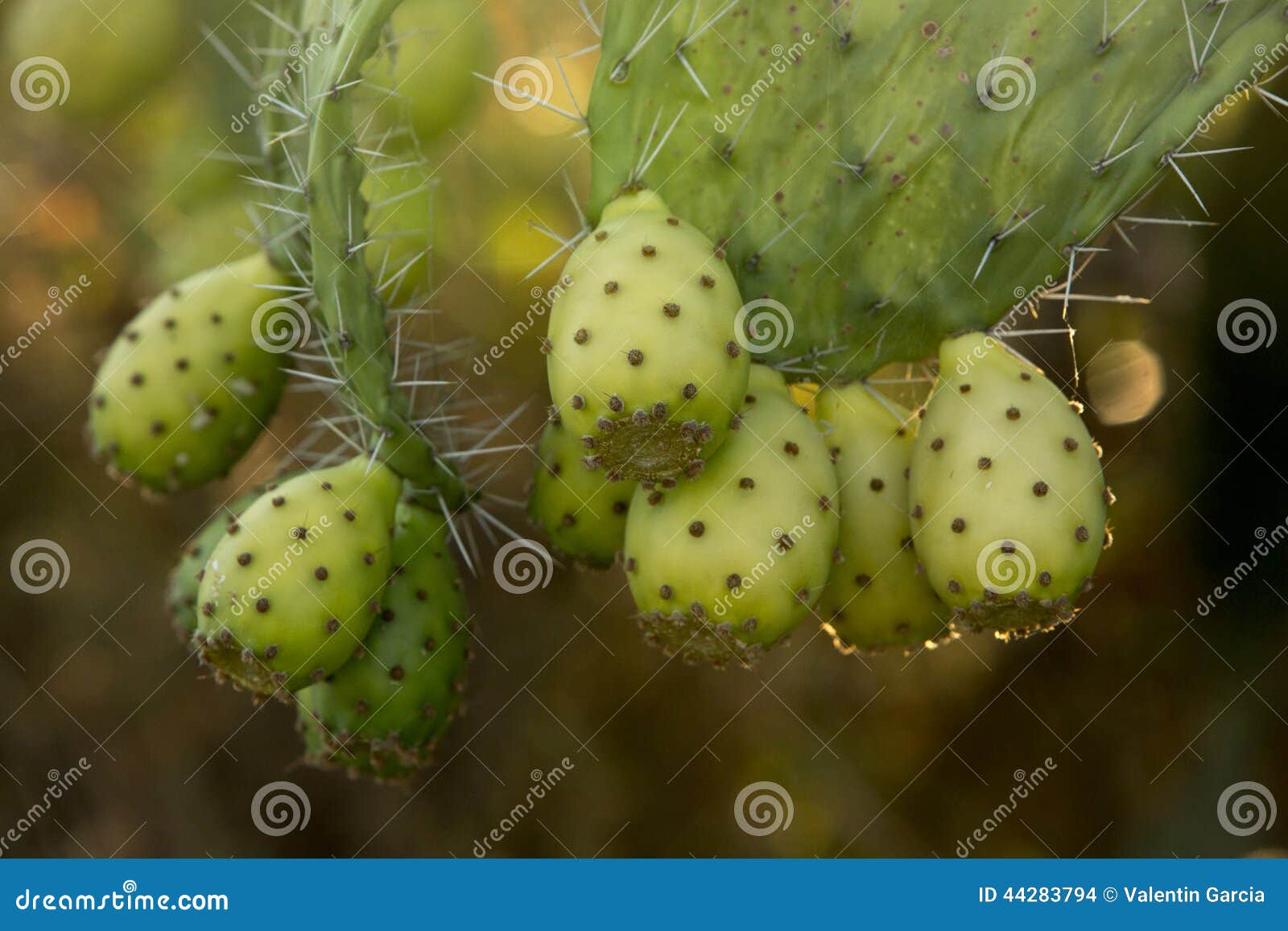 Fruta Del Cactus Del Higo Chumbo Foto de archivo - Imagen de medicina ...