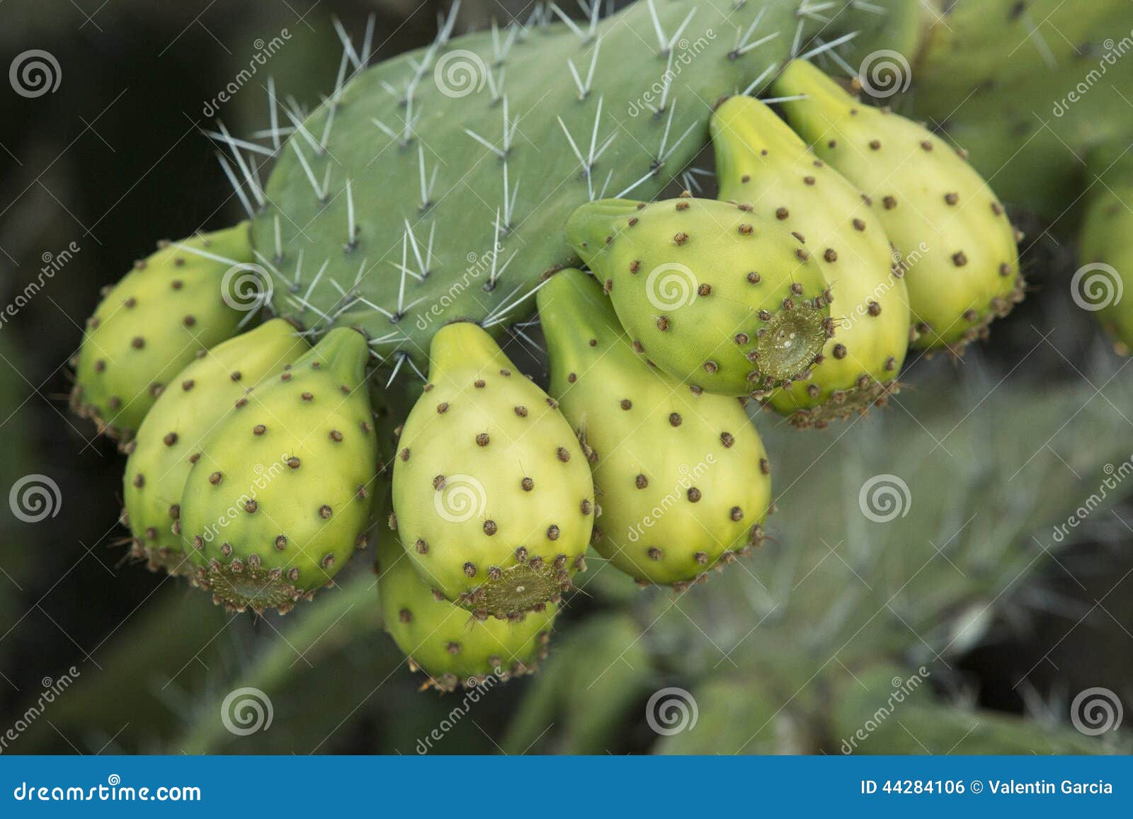 Fruta Del Cactus Del Higo Chumbo Foto de archivo - Imagen de suculento ...