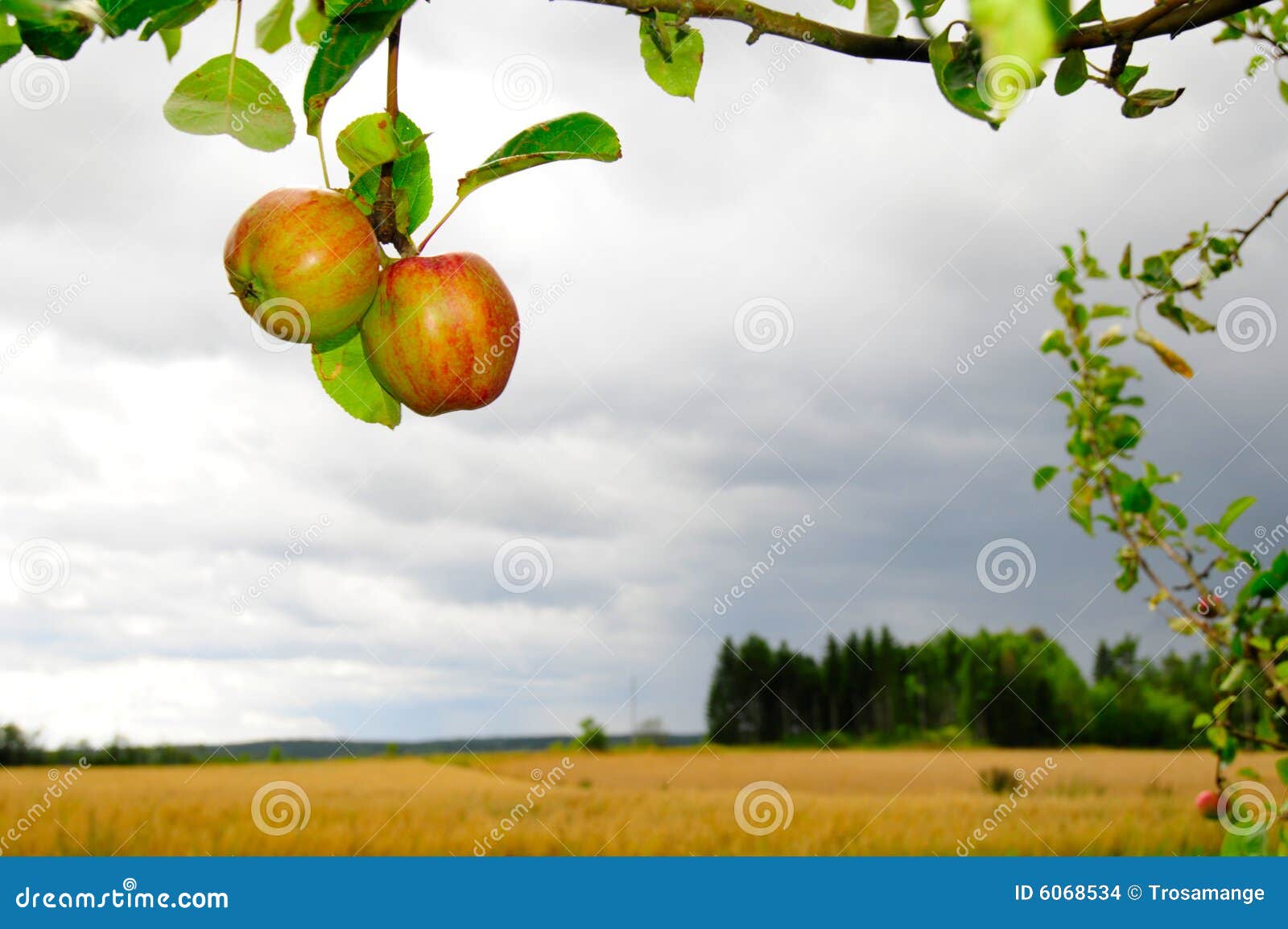 Fruta del campo foto de archivo. Imagen de fondo, fruta - 6068534