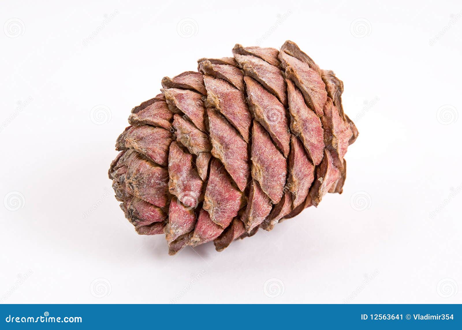 Fruta del cedro imagen de archivo. Imagen de madera, comida - 12563641