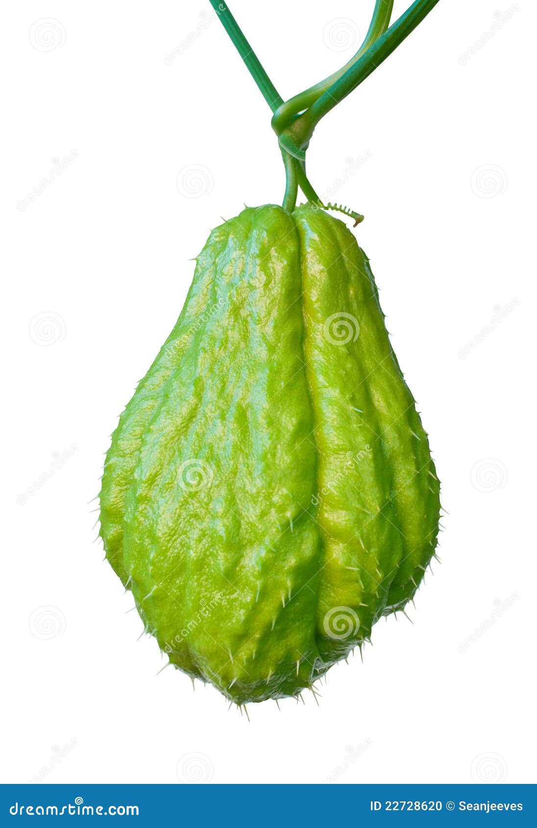 Fruta del chayote aislada foto de archivo. Imagen de fresco - 22728620