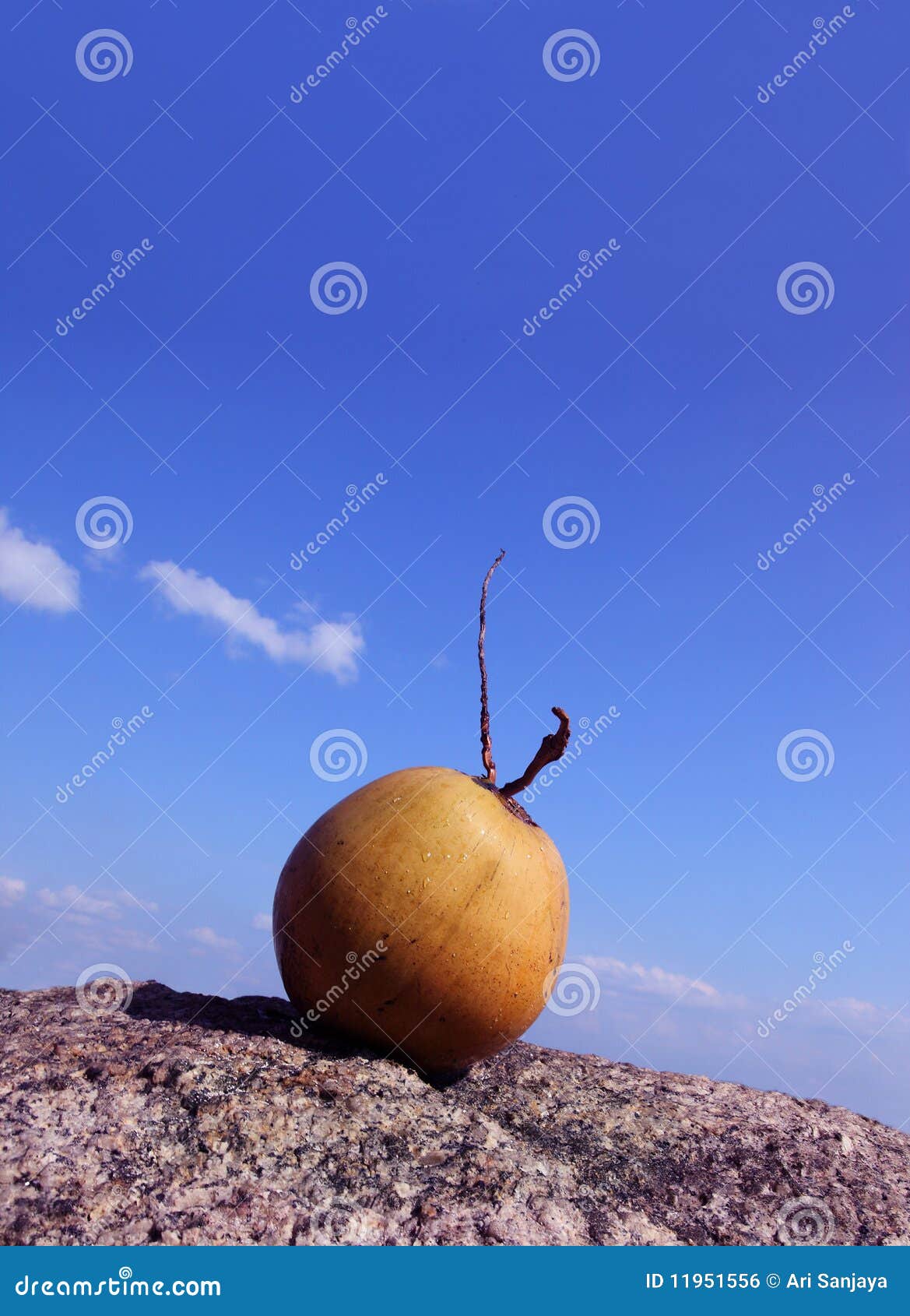 Fruta del coco foto de archivo. Imagen de coma, tropical - 11951556