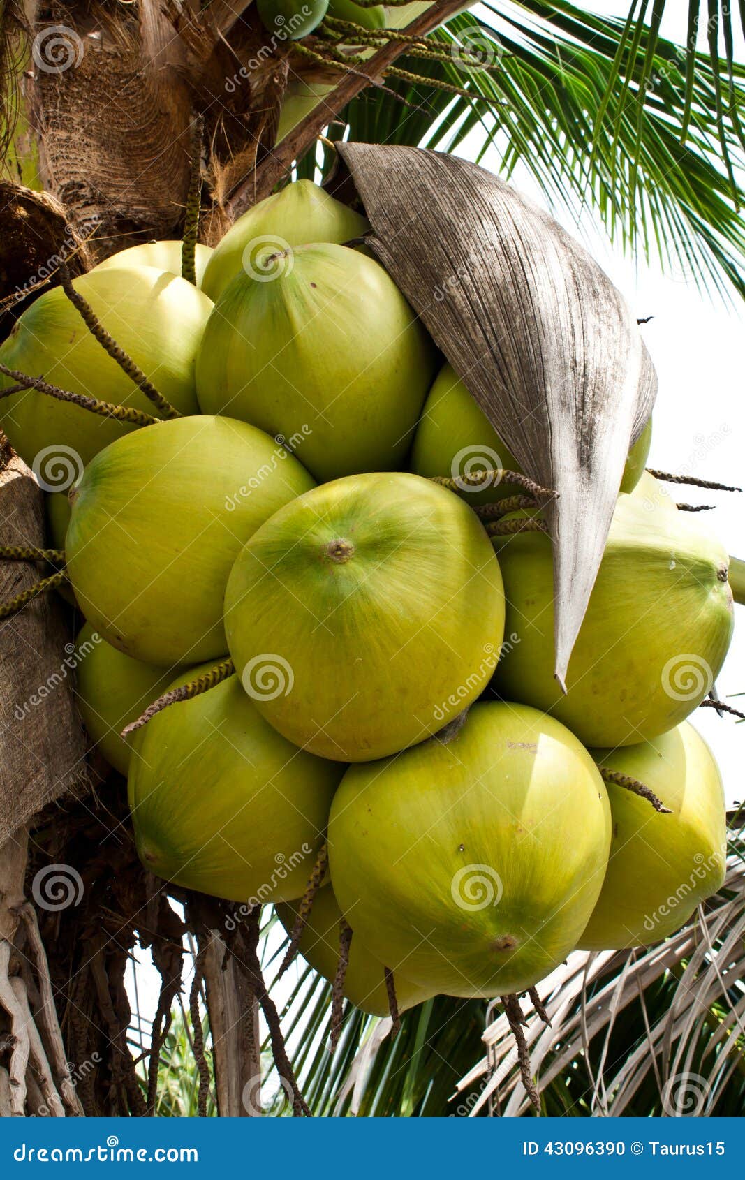 Fruta del coco foto de archivo. Imagen de fresco, carbono - 43096390