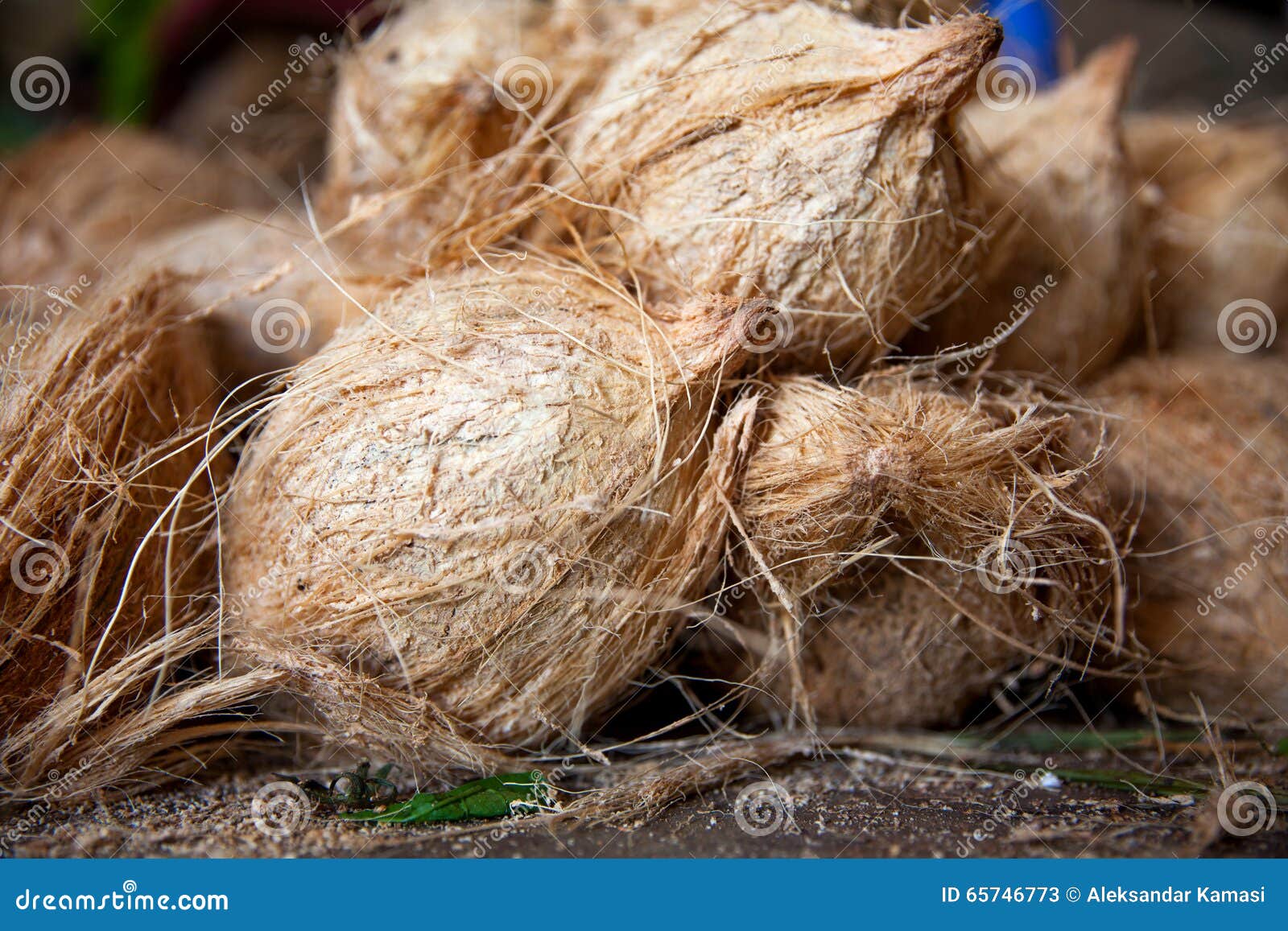 Fruta del coco imagen de archivo. Imagen de primer, crecimiento - 65746773