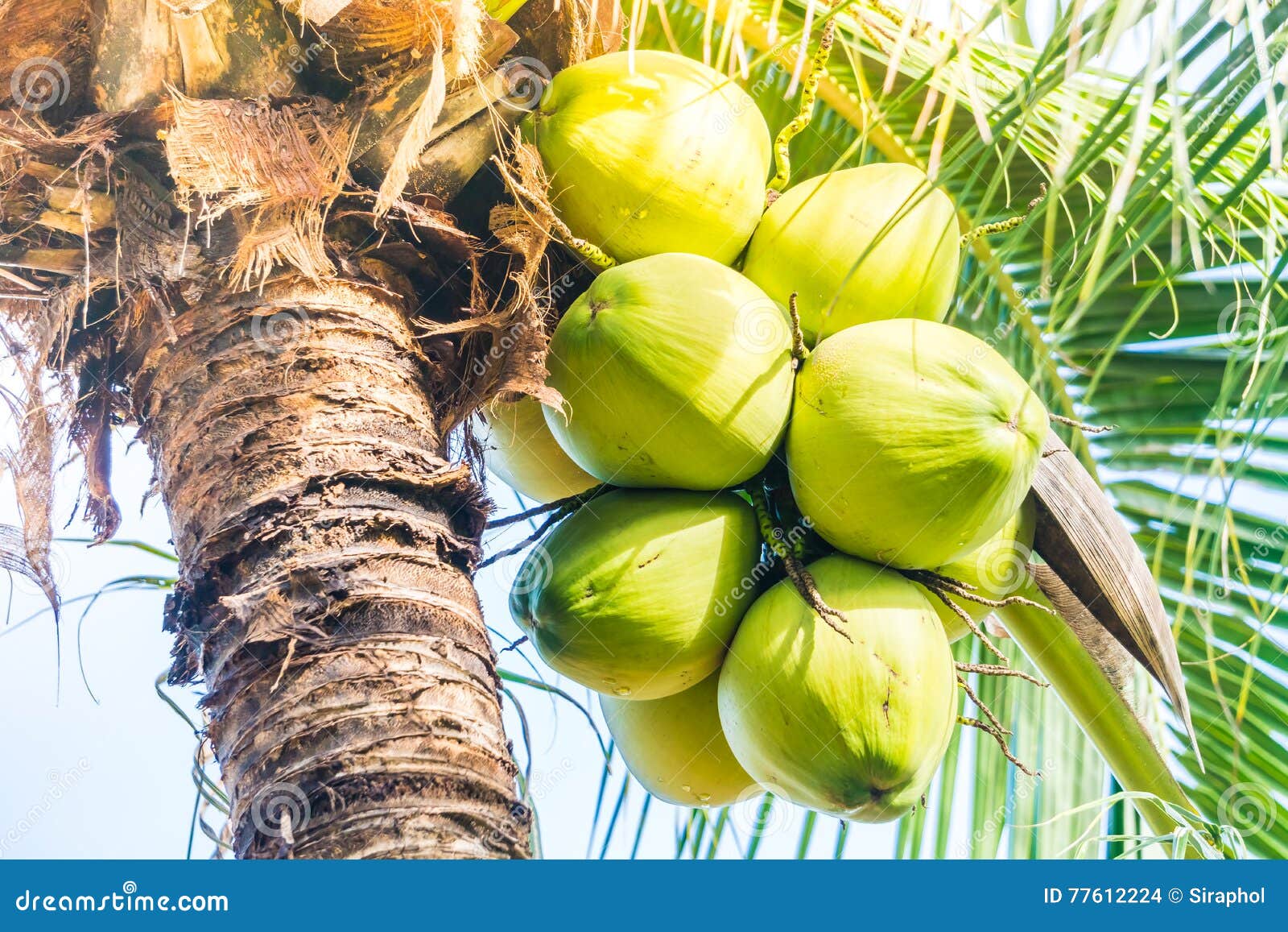 Fruta del coco foto de archivo. Imagen de manojo, palma - 77612224