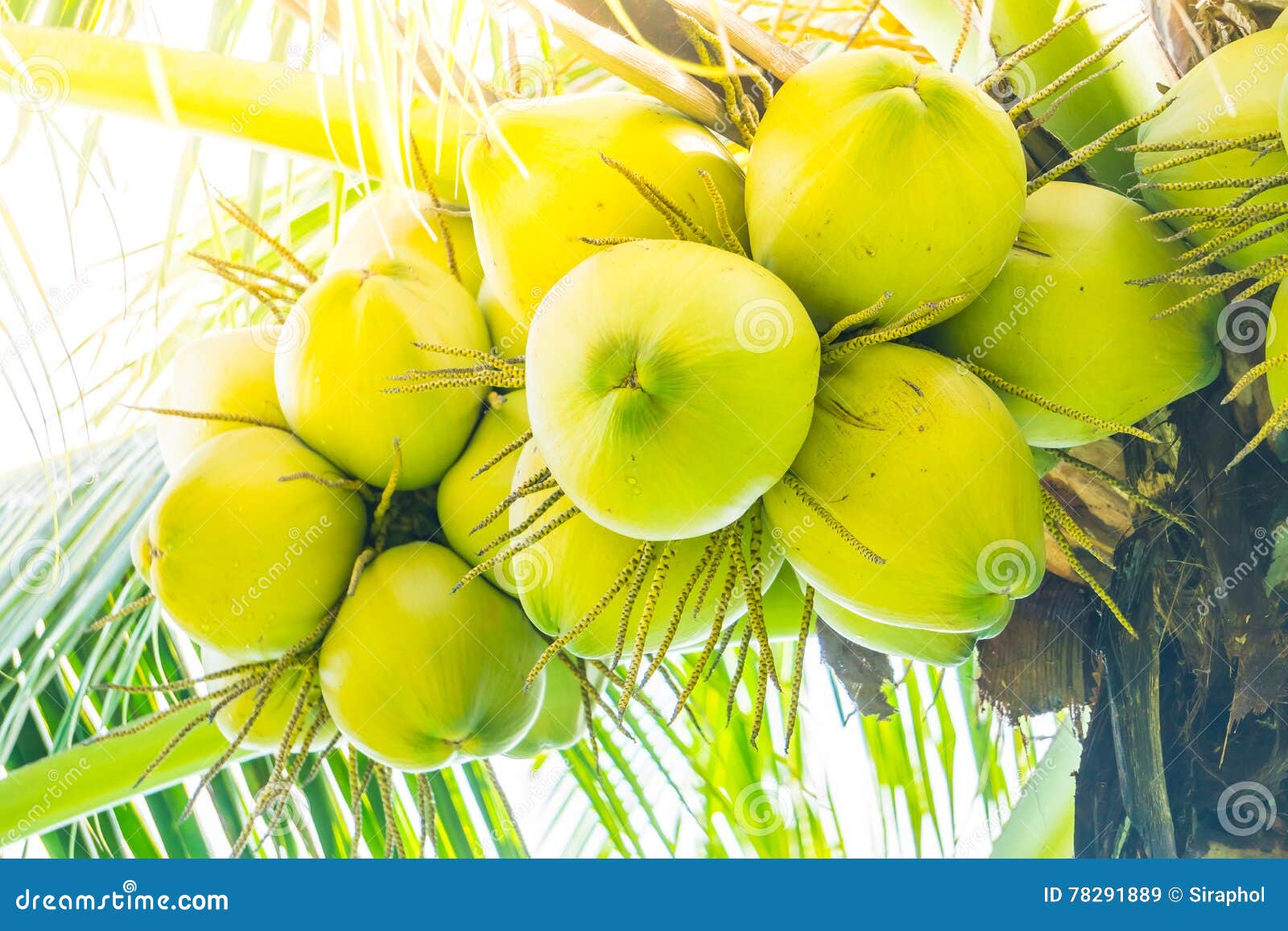 Fruta del coco imagen de archivo. Imagen de alimento - 78291889