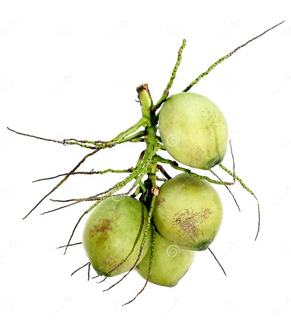 Fruta del coco aislada imagen de archivo. Imagen de primer - 34094477