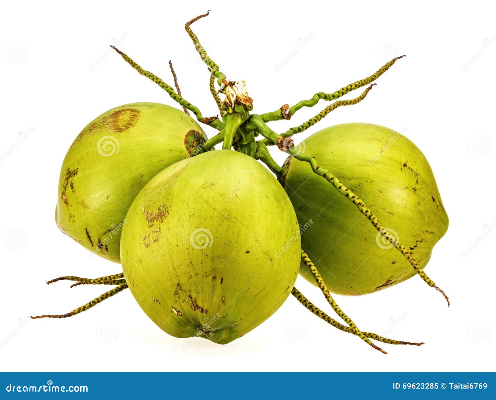 Fruta del coco aislada imagen de archivo. Imagen de sano - 69623285