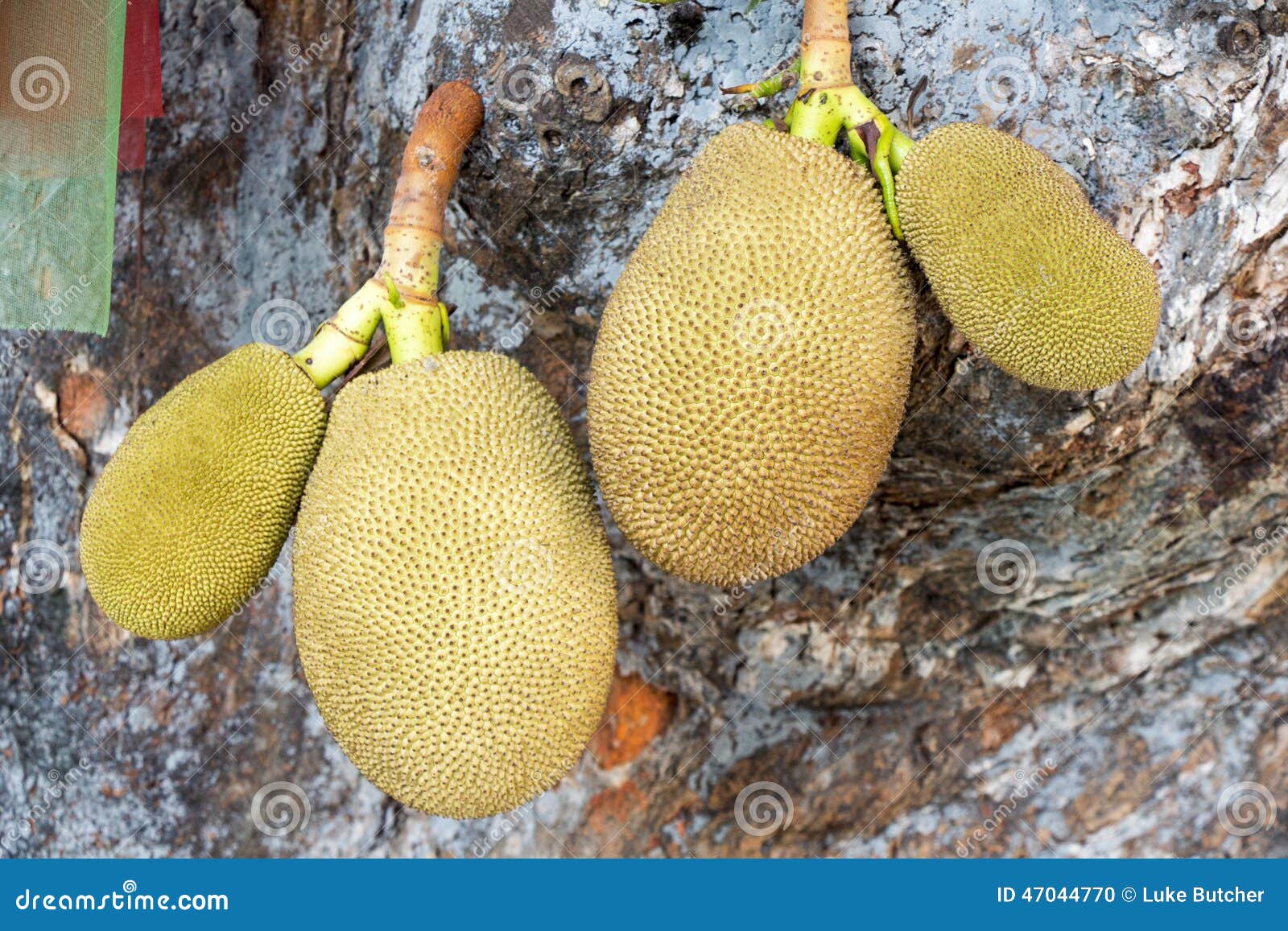 Fruta del Durian foto de archivo. Imagen de cubo, alimento - 47044770