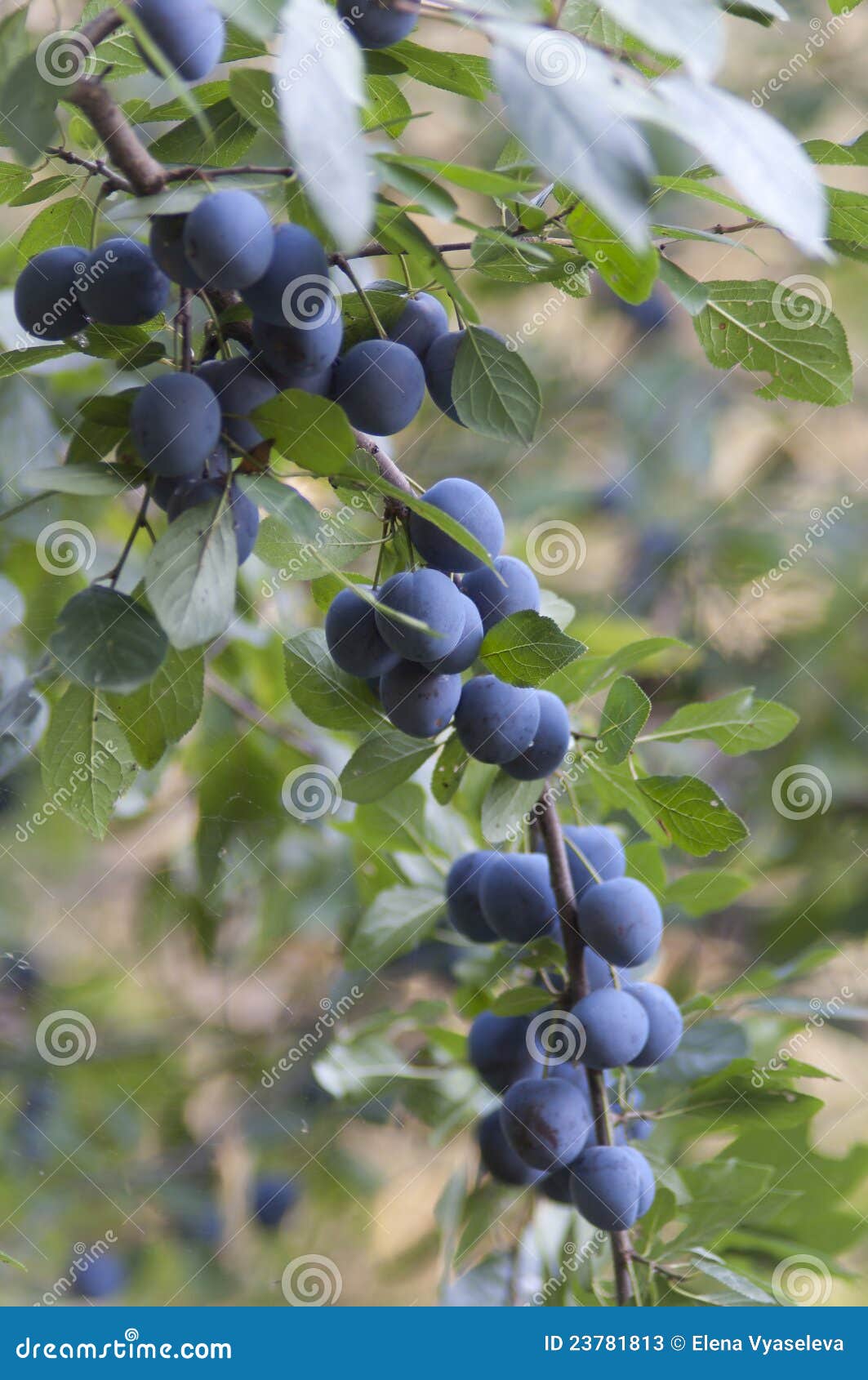 Fruta del endrino imagen de archivo. Imagen de fauna - 23781813