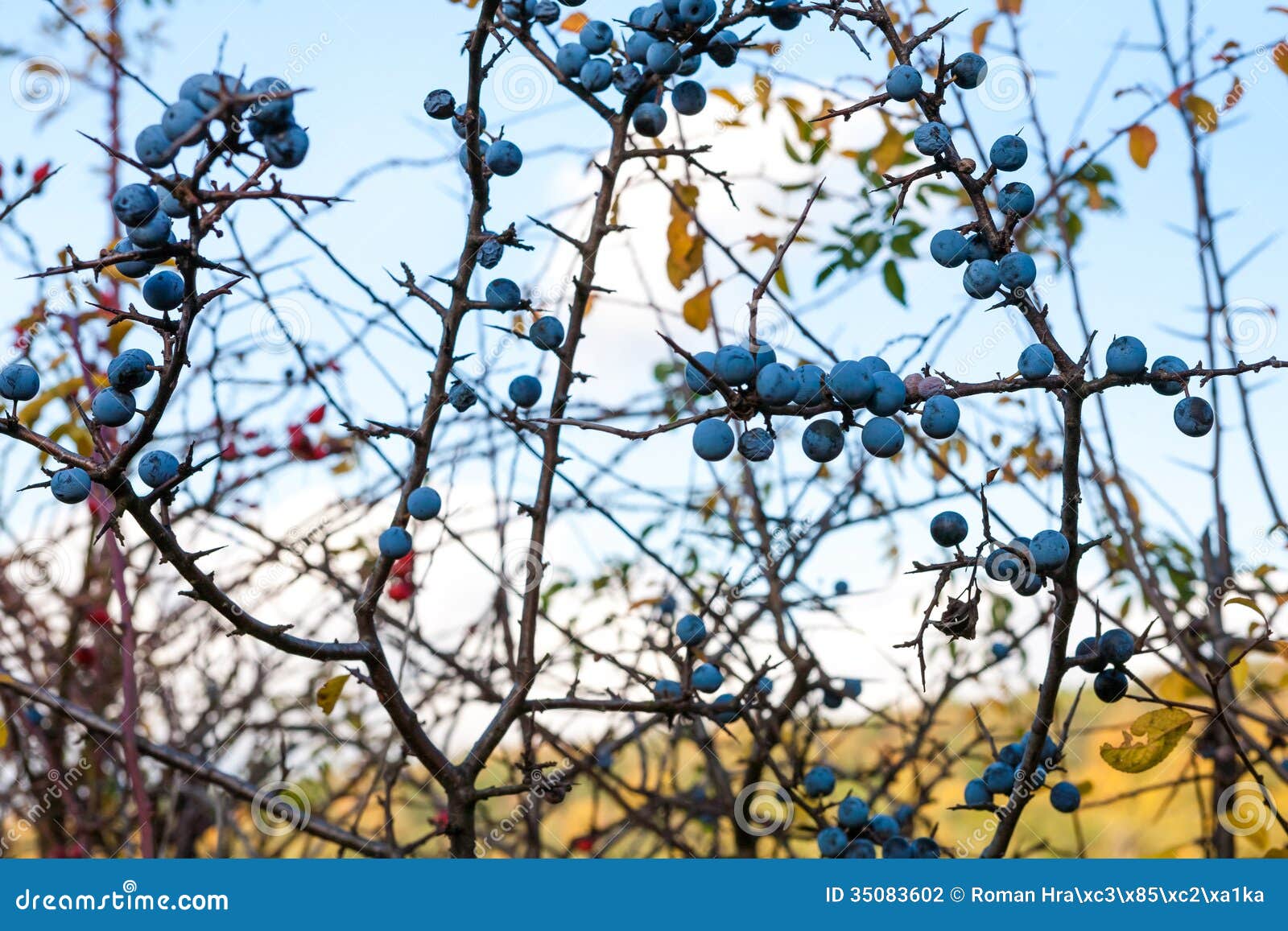 Fruta del endrino foto de archivo. Imagen de comestible - 35083602