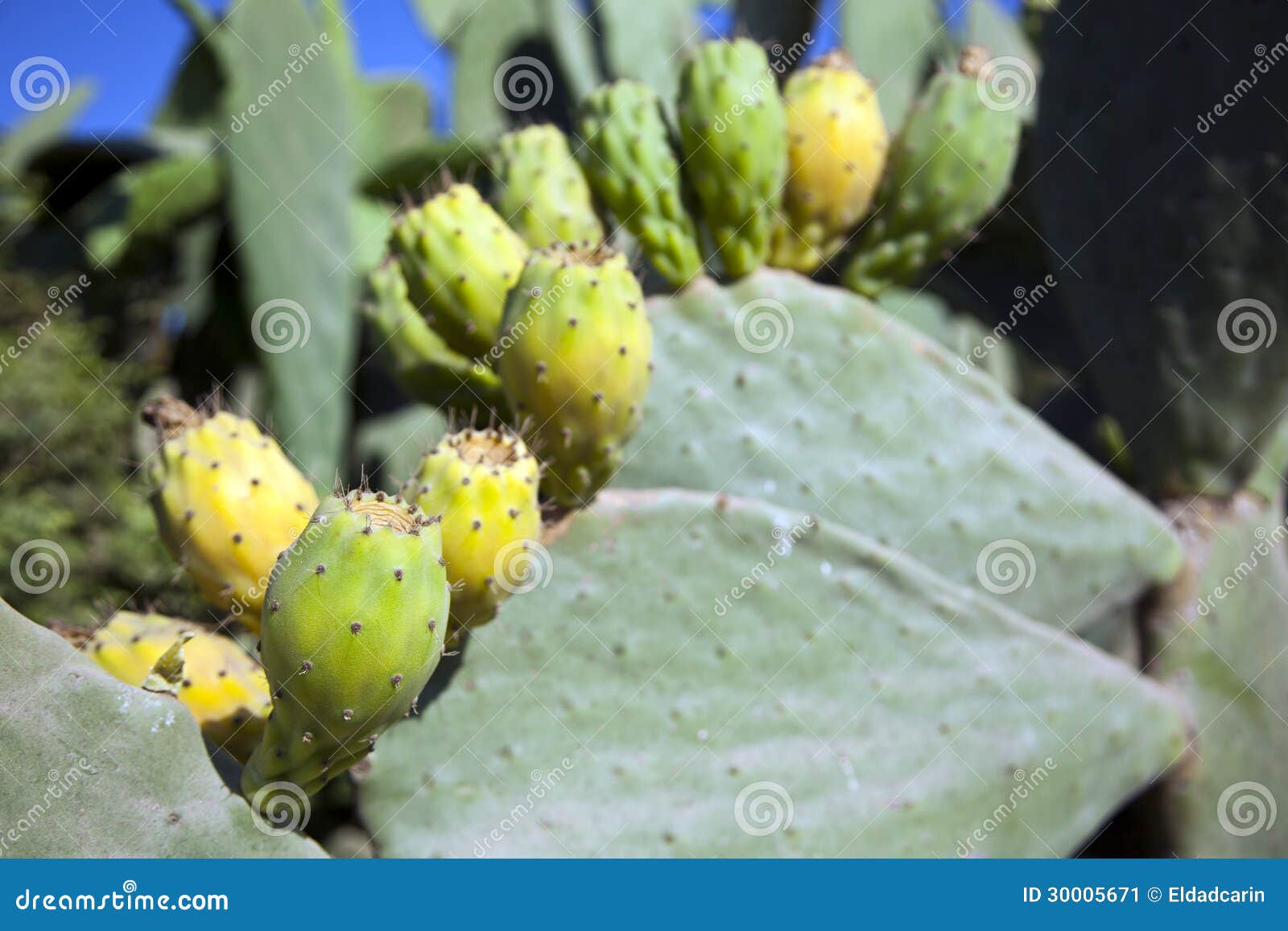 Fruta Del Higo Chumbo En El Cactus Imagen de archivo - Imagen de dulce ...