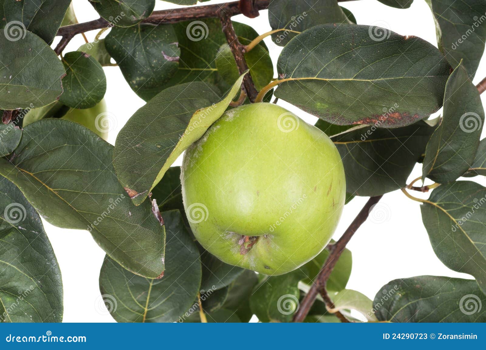 Fruta del membrillo imagen de archivo. Imagen de verde - 24290723