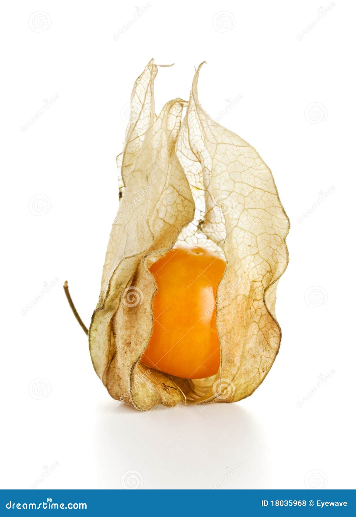 Fruta del Physalis foto de archivo. Imagen de cabo, aislado - 18035968