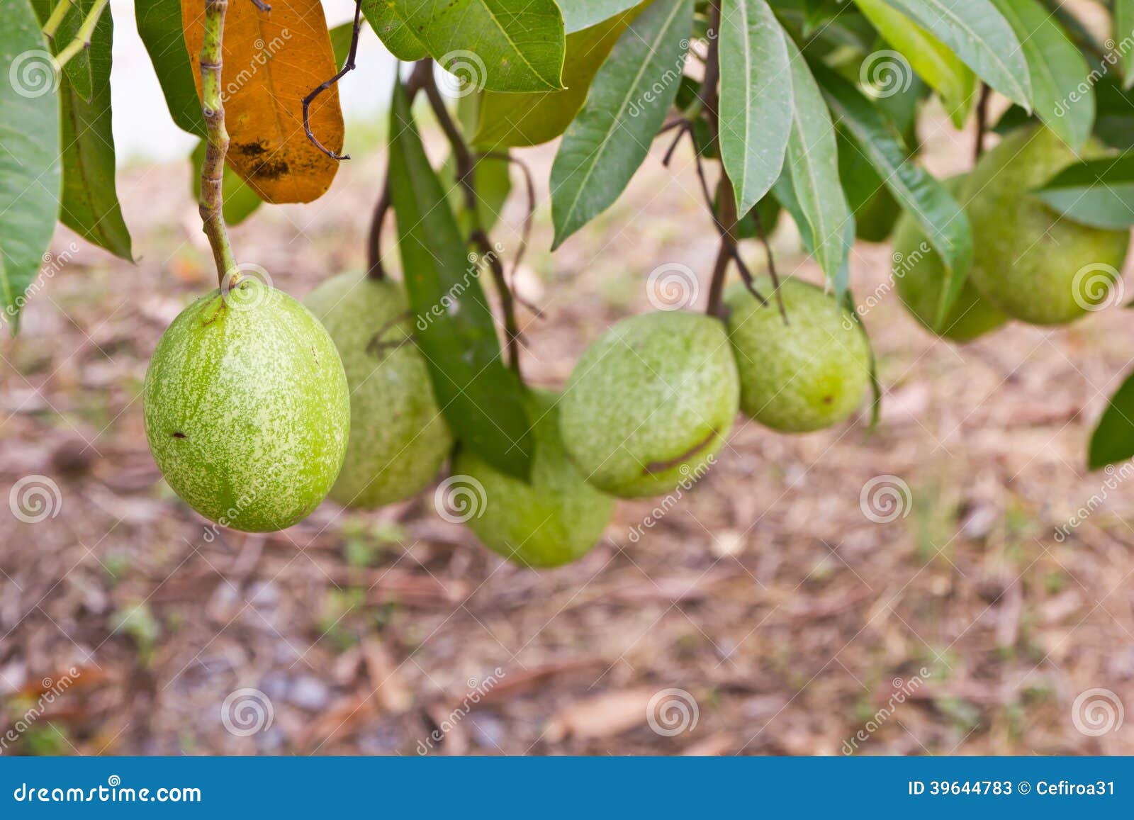 Fruta del pomelo imagen de archivo. Imagen de pomelo - 39644783
