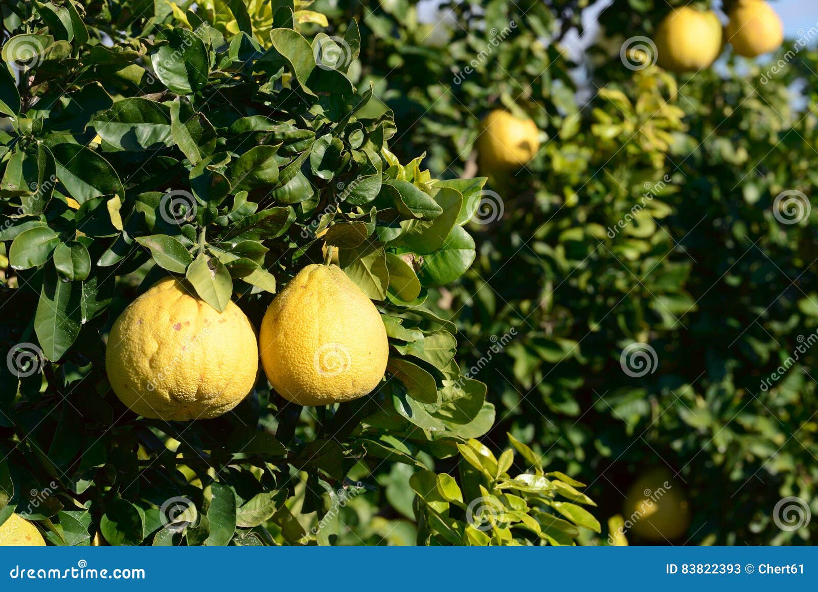 Fruta Del Pomelo En El árbol Imagen de archivo - Imagen de postre ...
